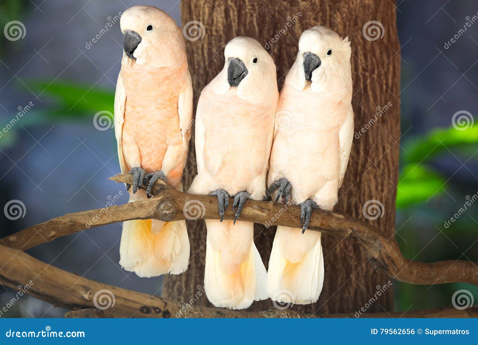 Bright Multi-colored Parrots Sit on a Branch Stock Photo - Image of ...