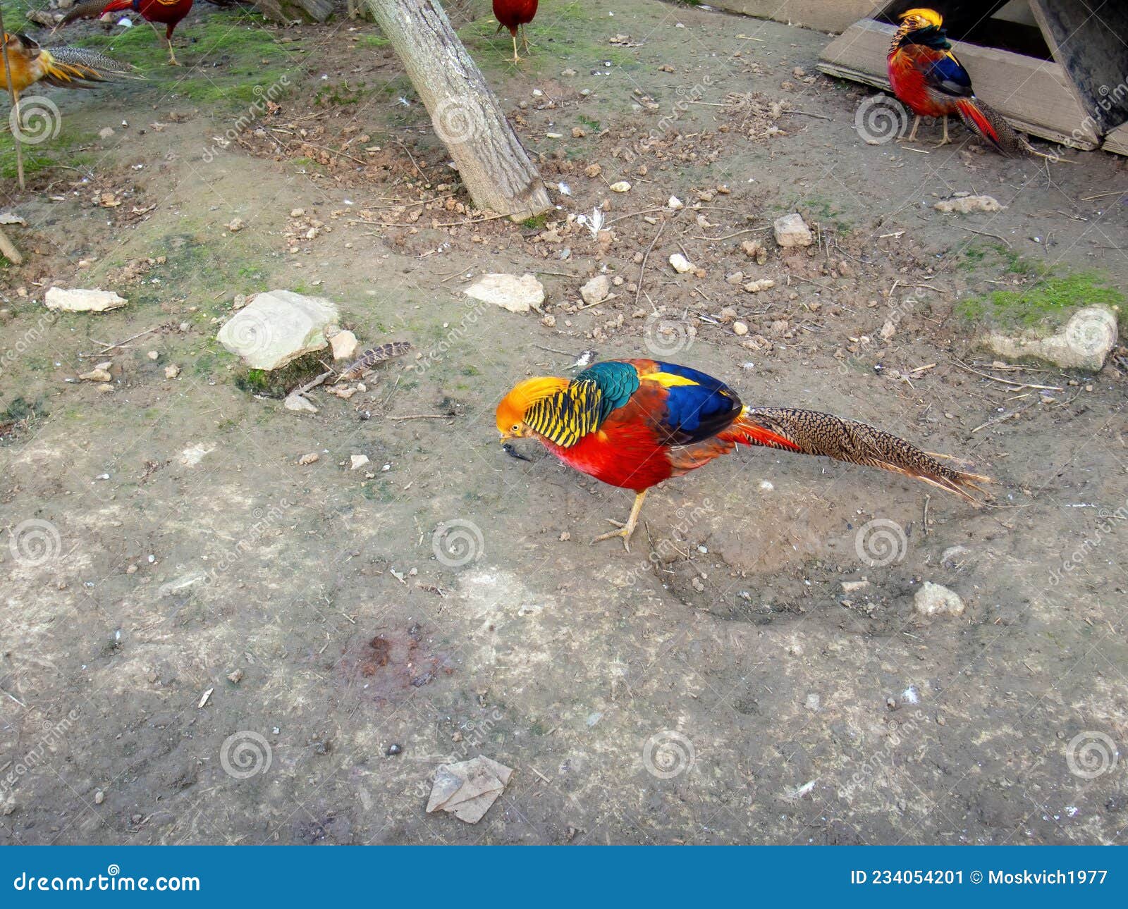 Bright Multi-colored Pheasant in Zoo Stock Image - Image of beak ...