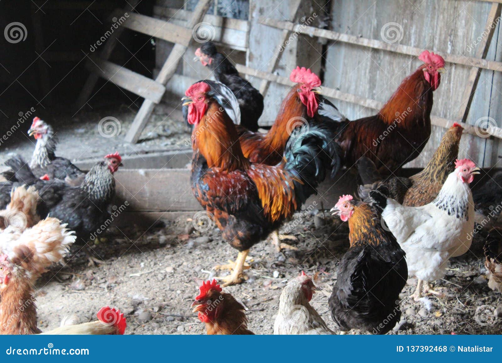 Poultry in the barn stock photo. Image of house, bird - 137392468
