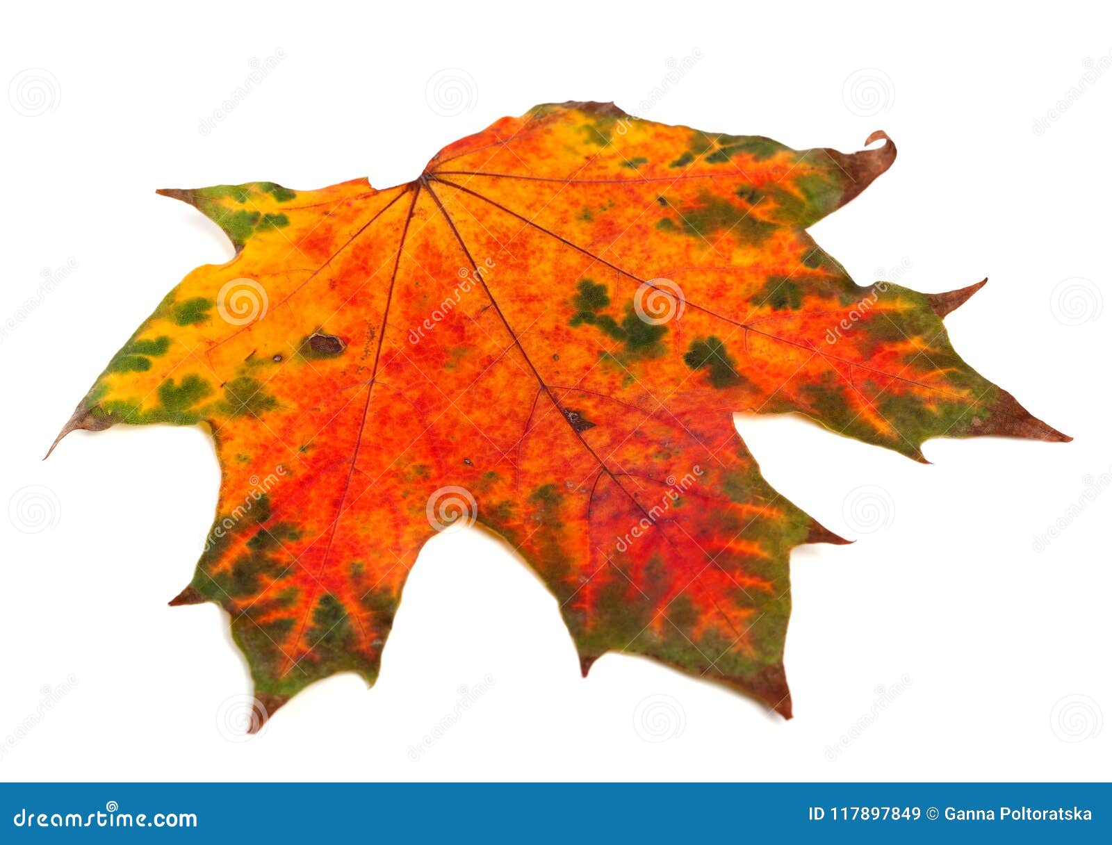 Bright Multicolor Autumn Maple-leaf Stock Image - Image of autumn ...