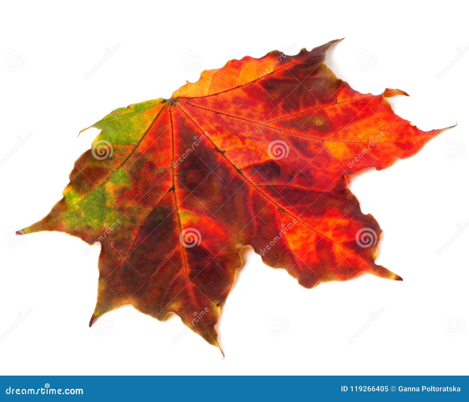 Bright Multicolor Autumn Maple Leaf on White Background Stock Image ...
