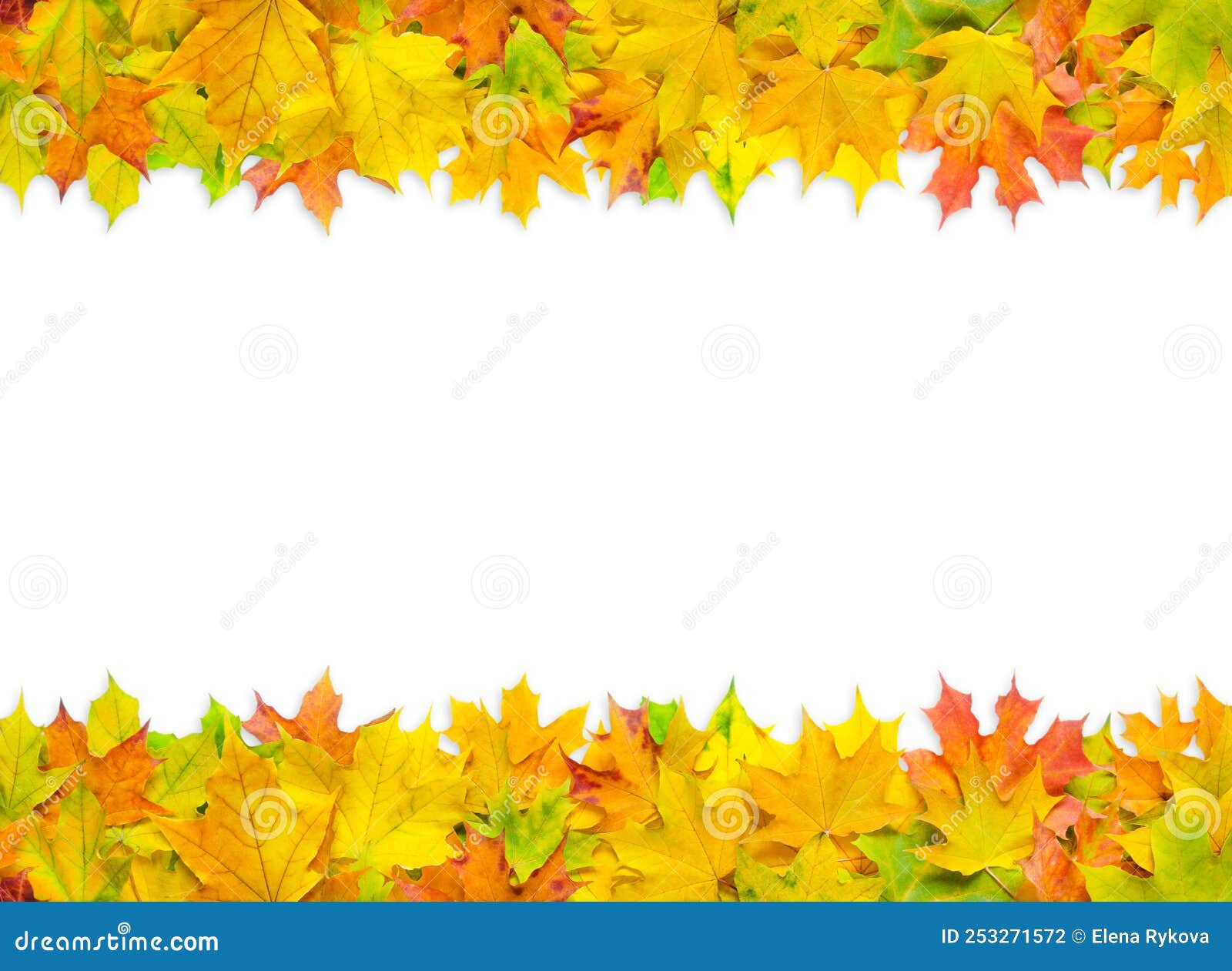 Bright Multicolored Maple Leaves Isolated on White Background Stock ...