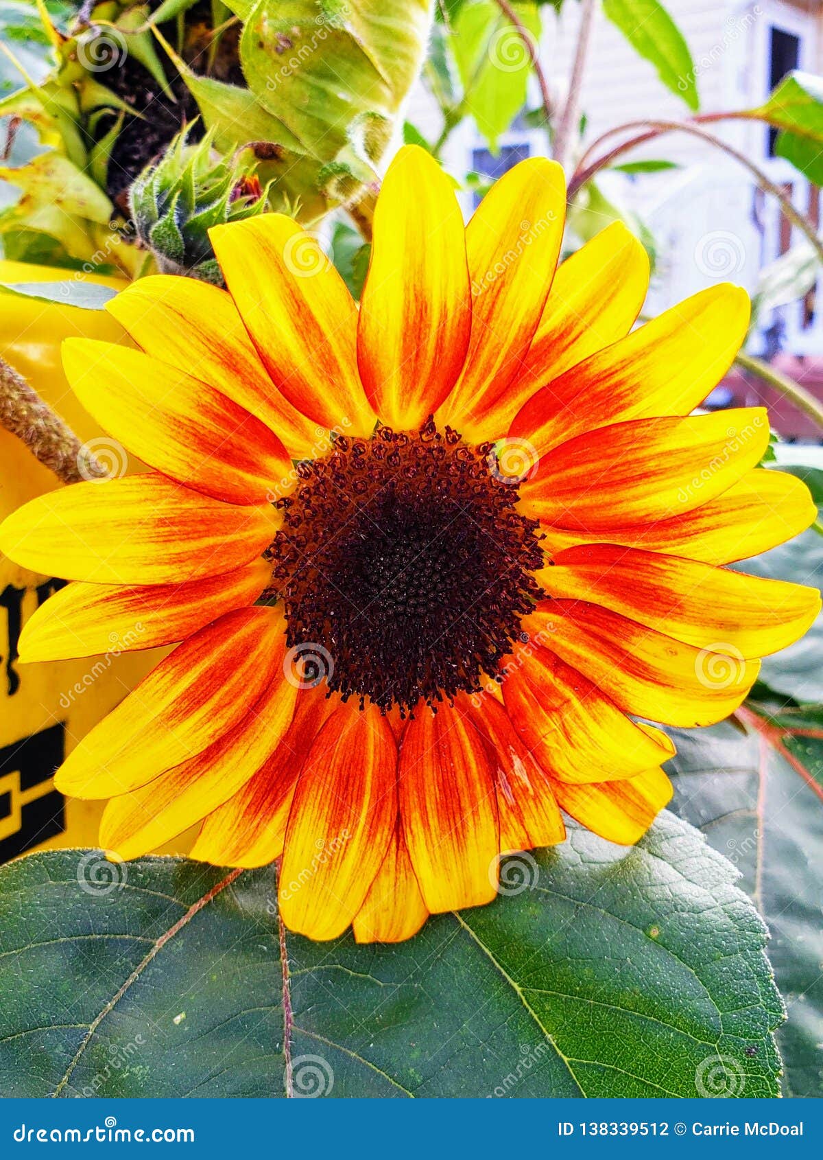 Sunflower stock photo. Image of beautiful, sunflower - 138339512