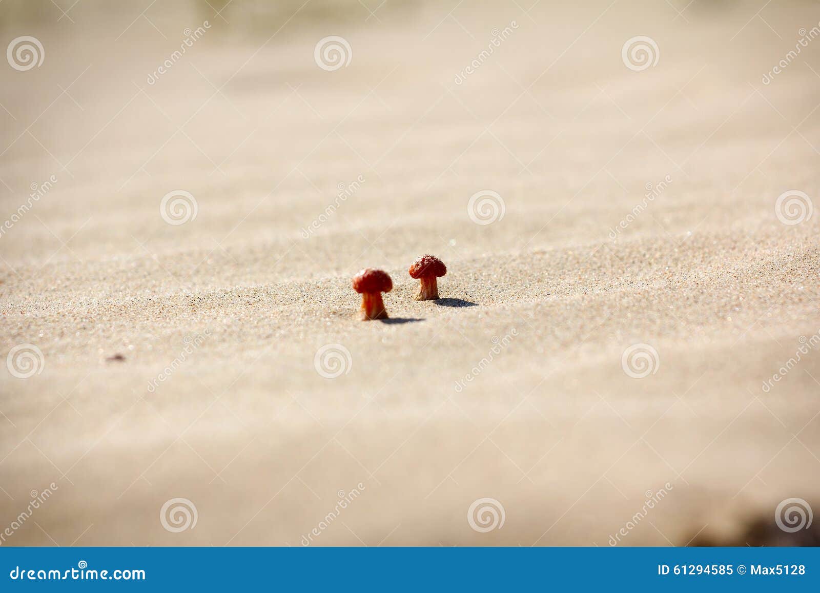 Bright Mushrooms Grow on Dunes Sand Stock Image - Image of travel ...
