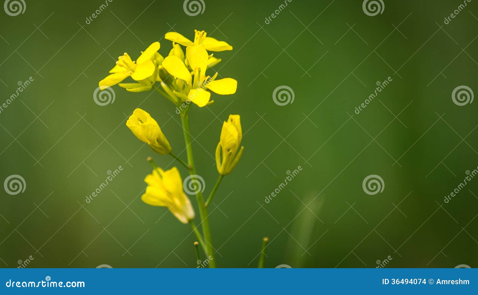 Bright Yellow Mustard Flowers, Background Stock Photo - Image of ...