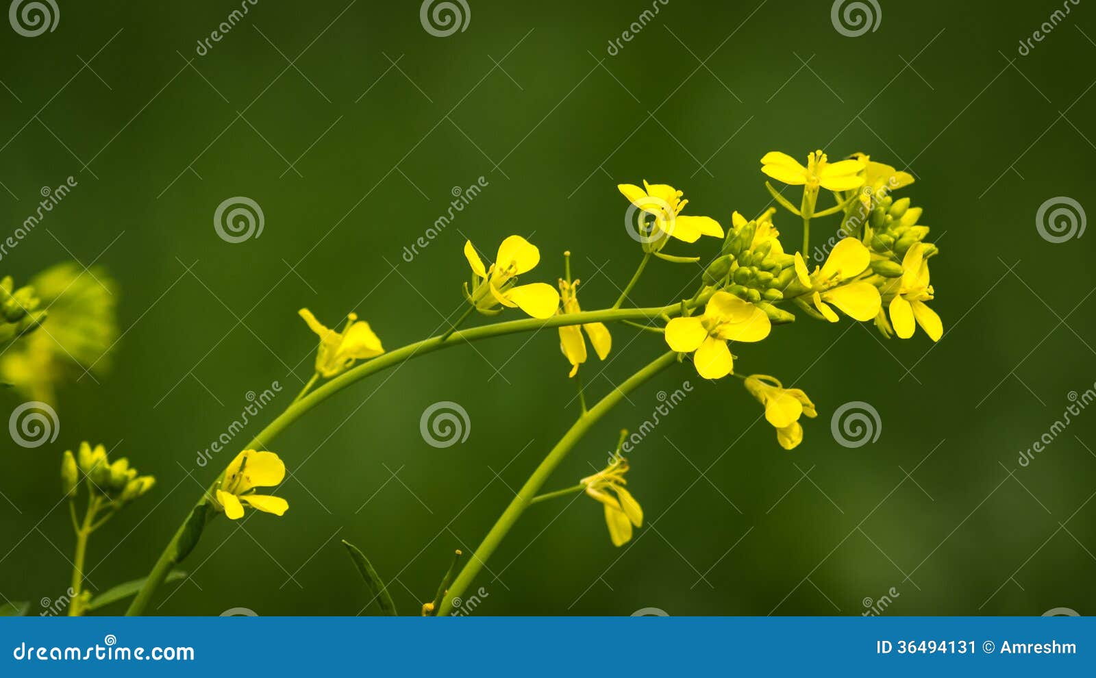 Bright mustard flowers stock image. Image of outdoors - 36494131