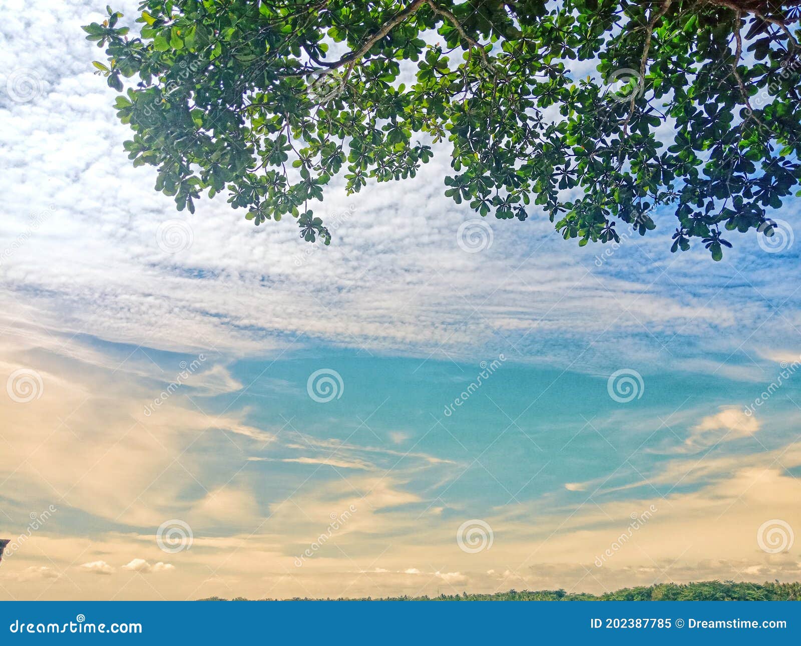 A bright and nice sky stock image. Image of tree, branch - 202387785