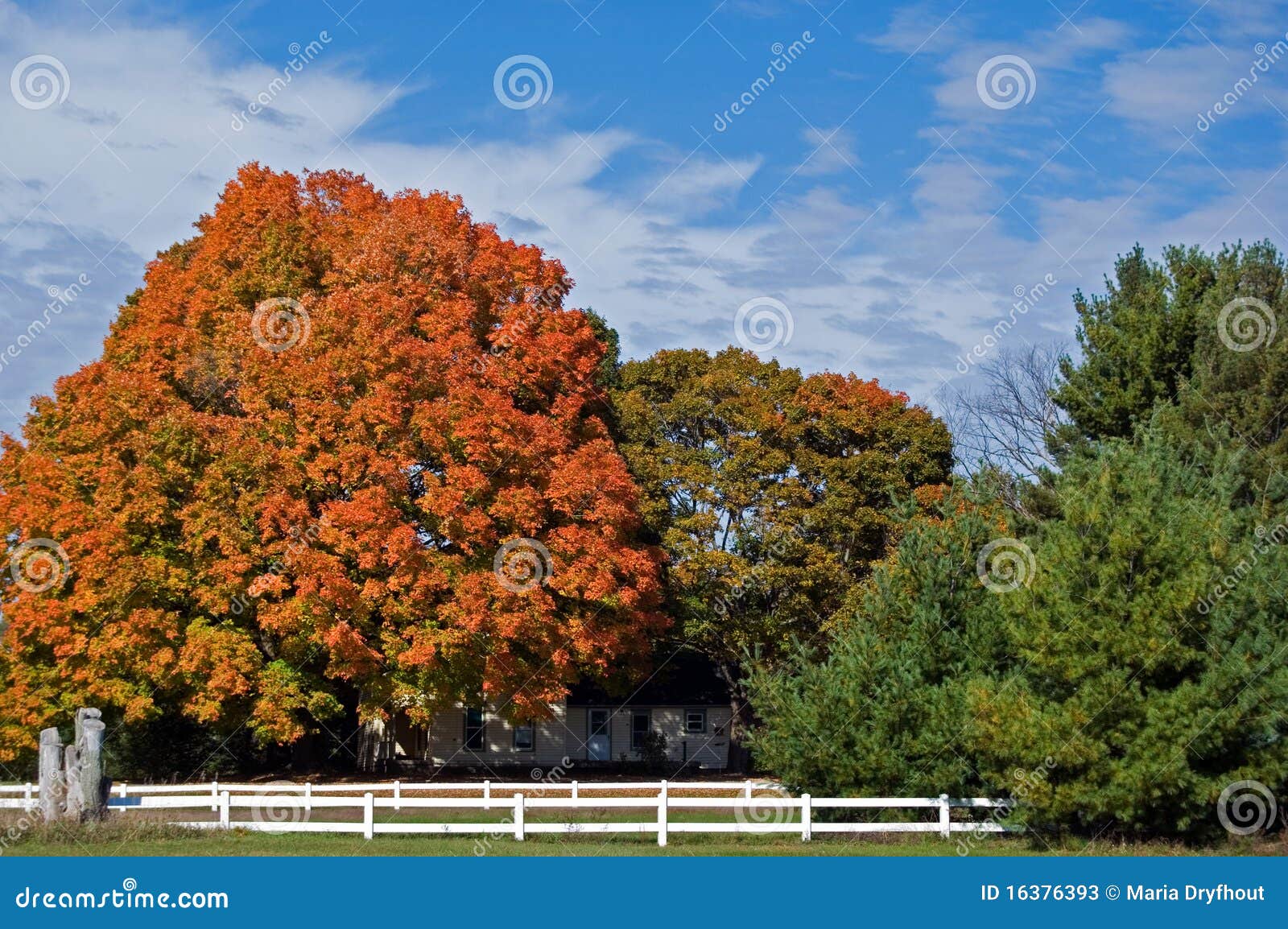 Autumn oak tree with fence stock image. Image of vivid - 16376393
