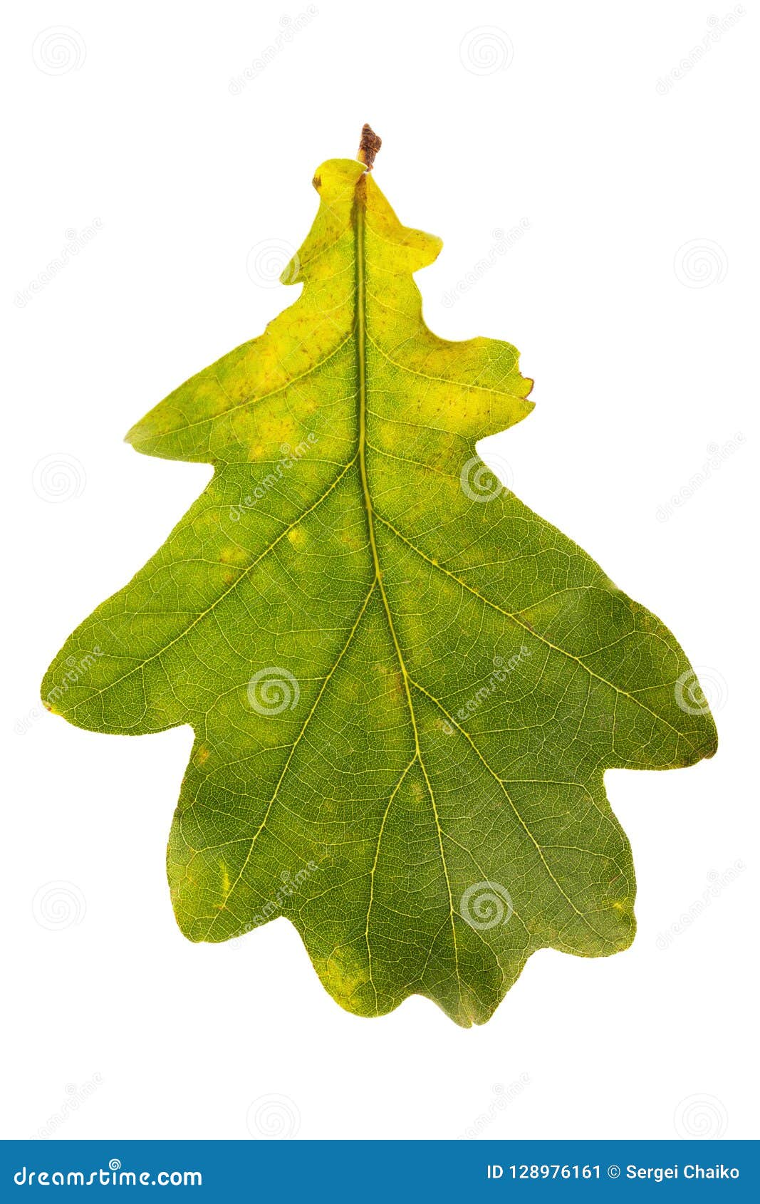 Bright Oak Leaf of Autumn Shades Isolated Stock Image - Image of ...