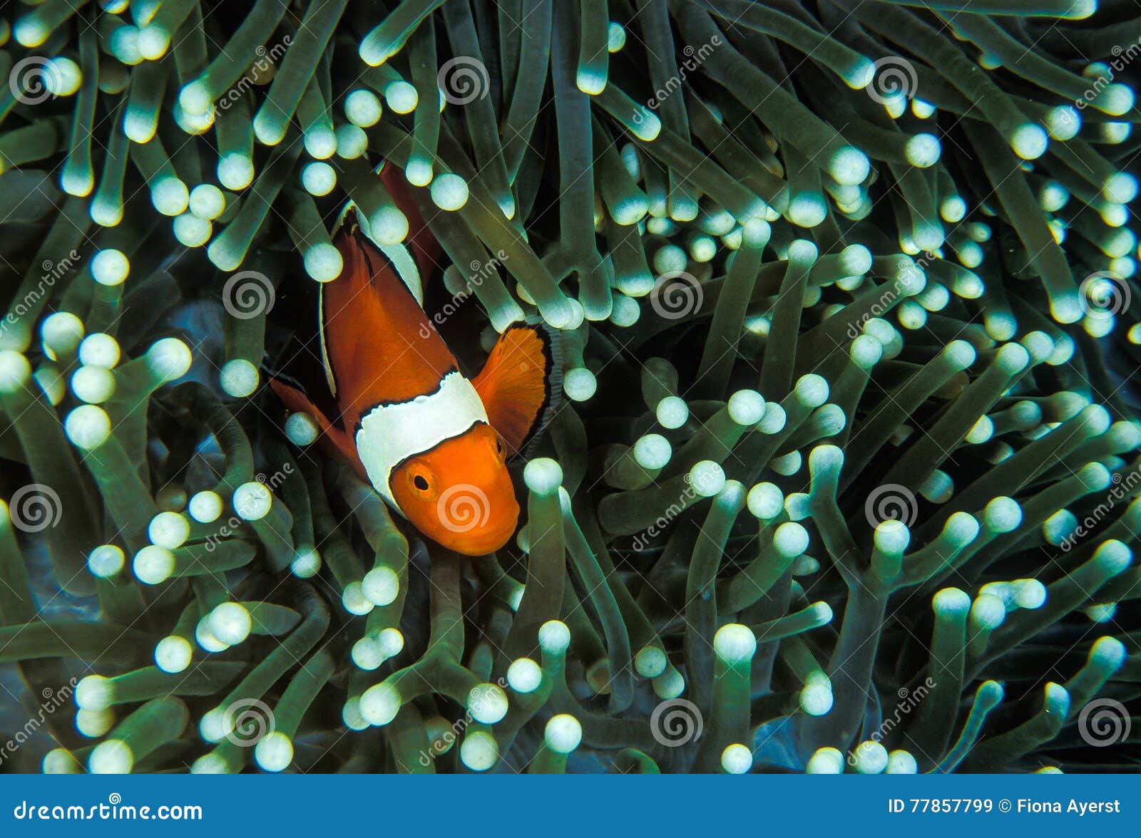 A Bright Orange Anemone Fish Stock Image - Image of green, nature: 77857799