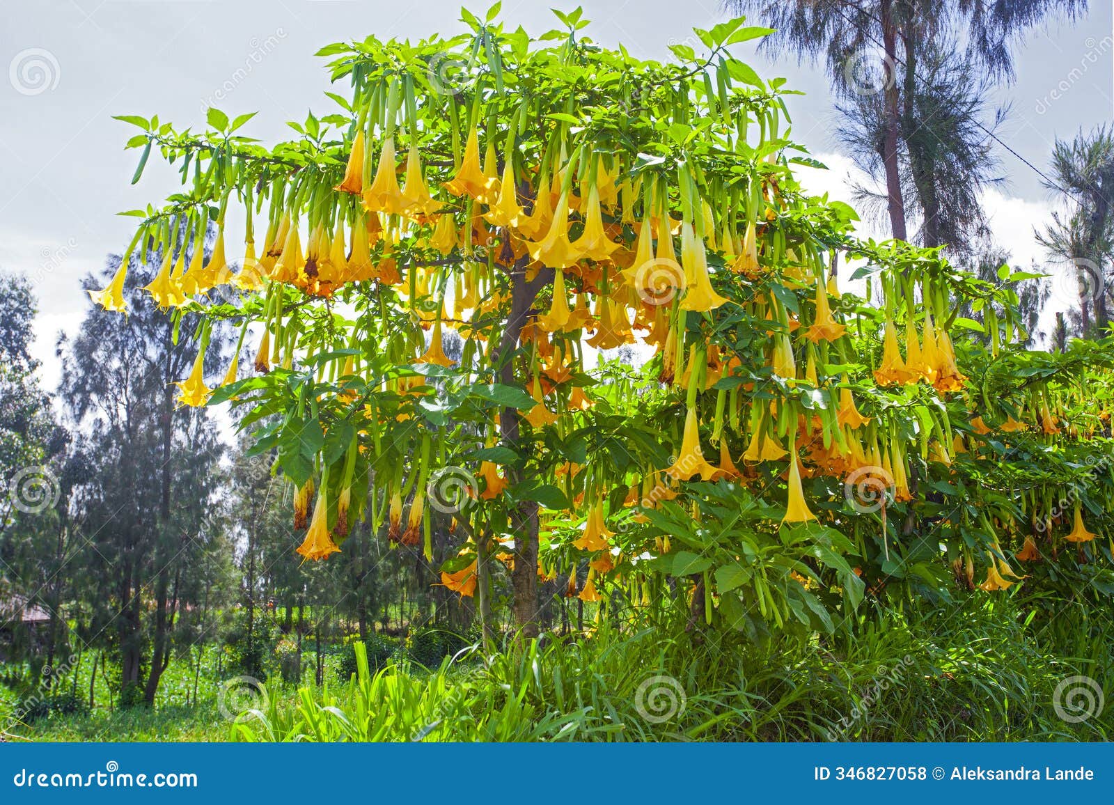 Orange Angels Trumpet Flower on the Tree Stock Photo - Image of flora ...