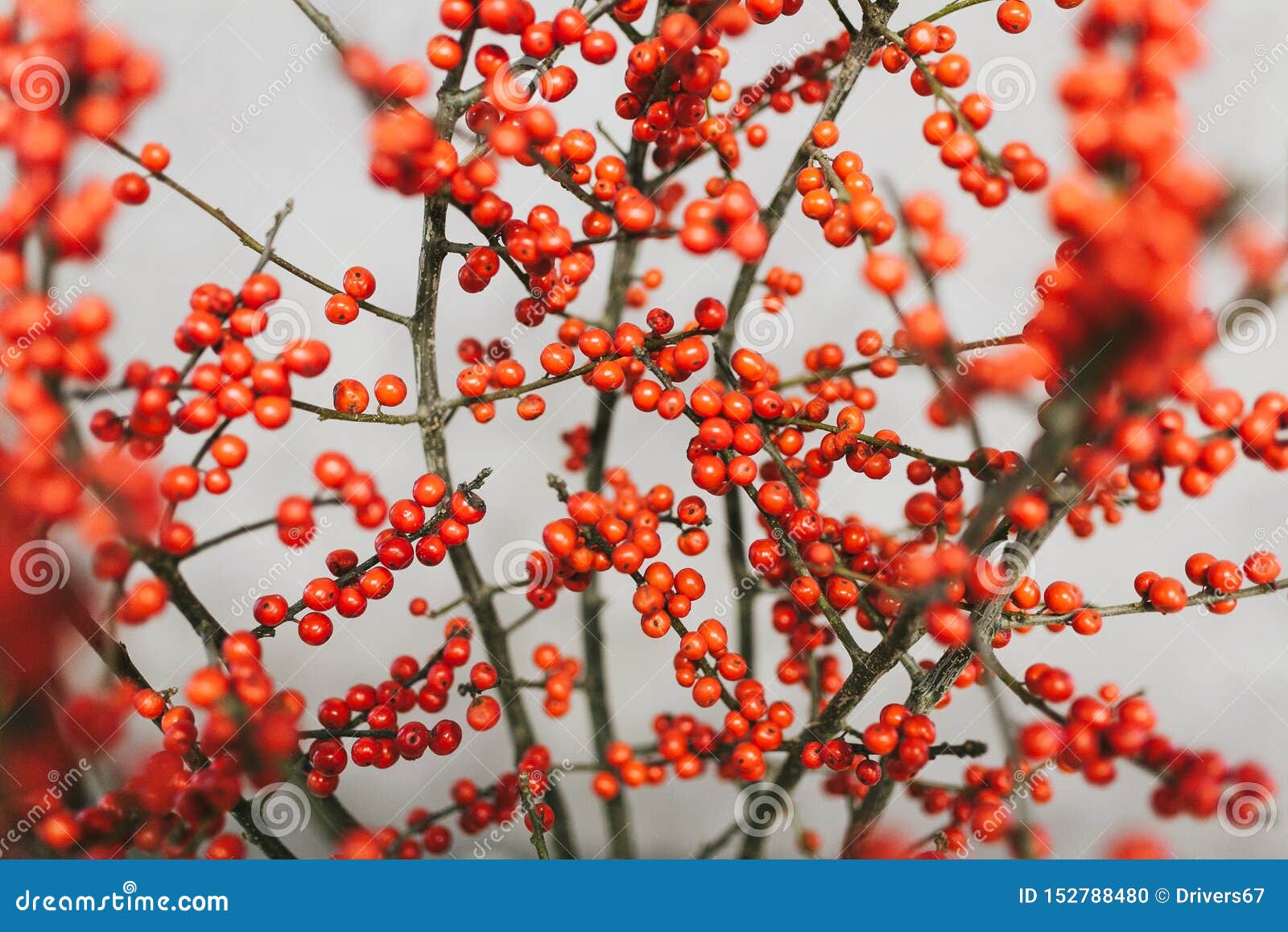 Bright Orange Berries on the Branches of a Tree Stock Photo - Image of ...