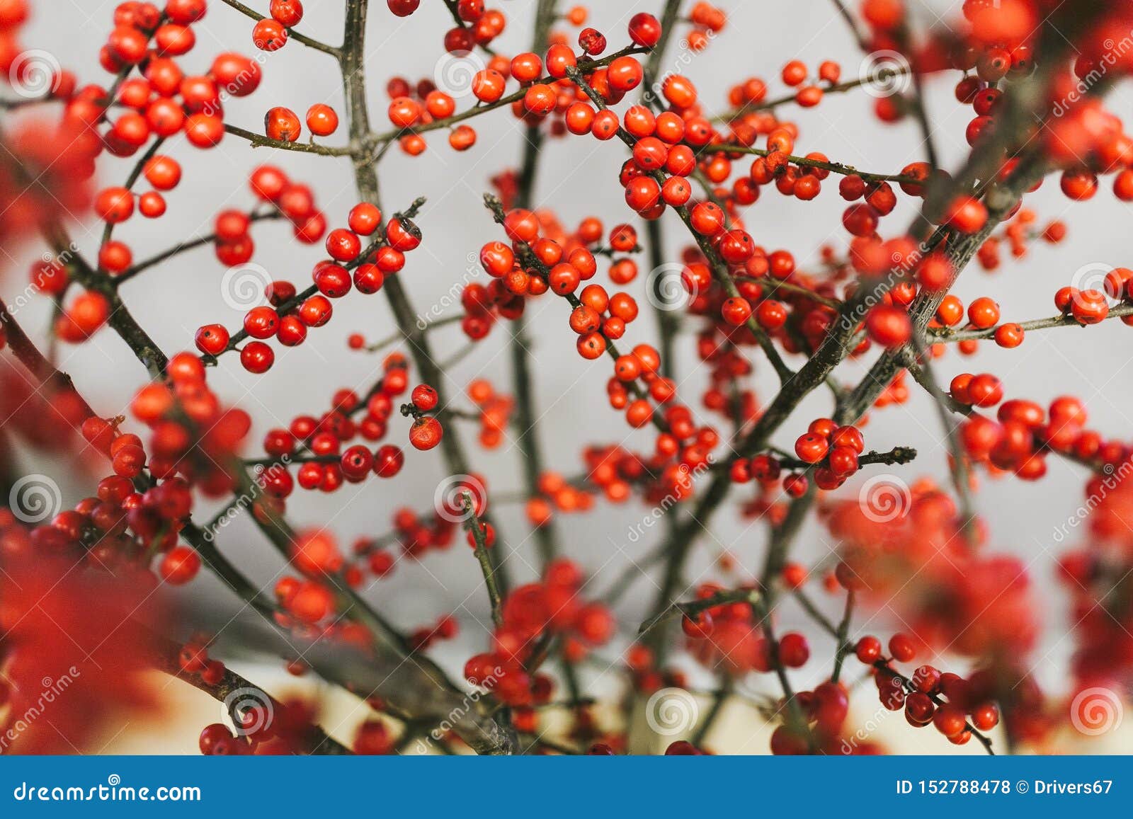 Bright Orange Berries on the Branches of a Tree Stock Photo - Image of ...