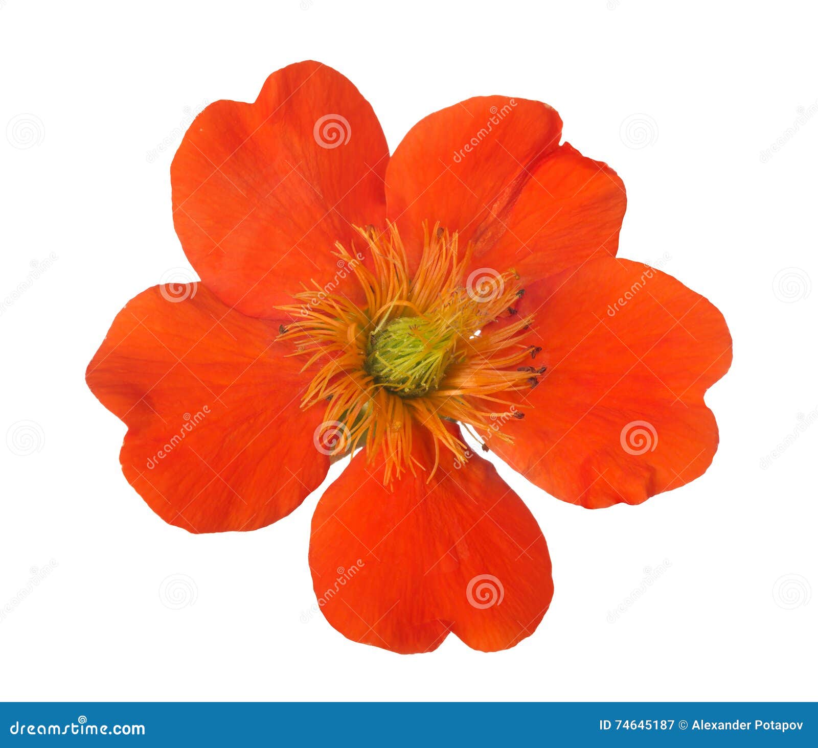 Bright Orange Bloom Isolated on White Stock Image - Image of white ...