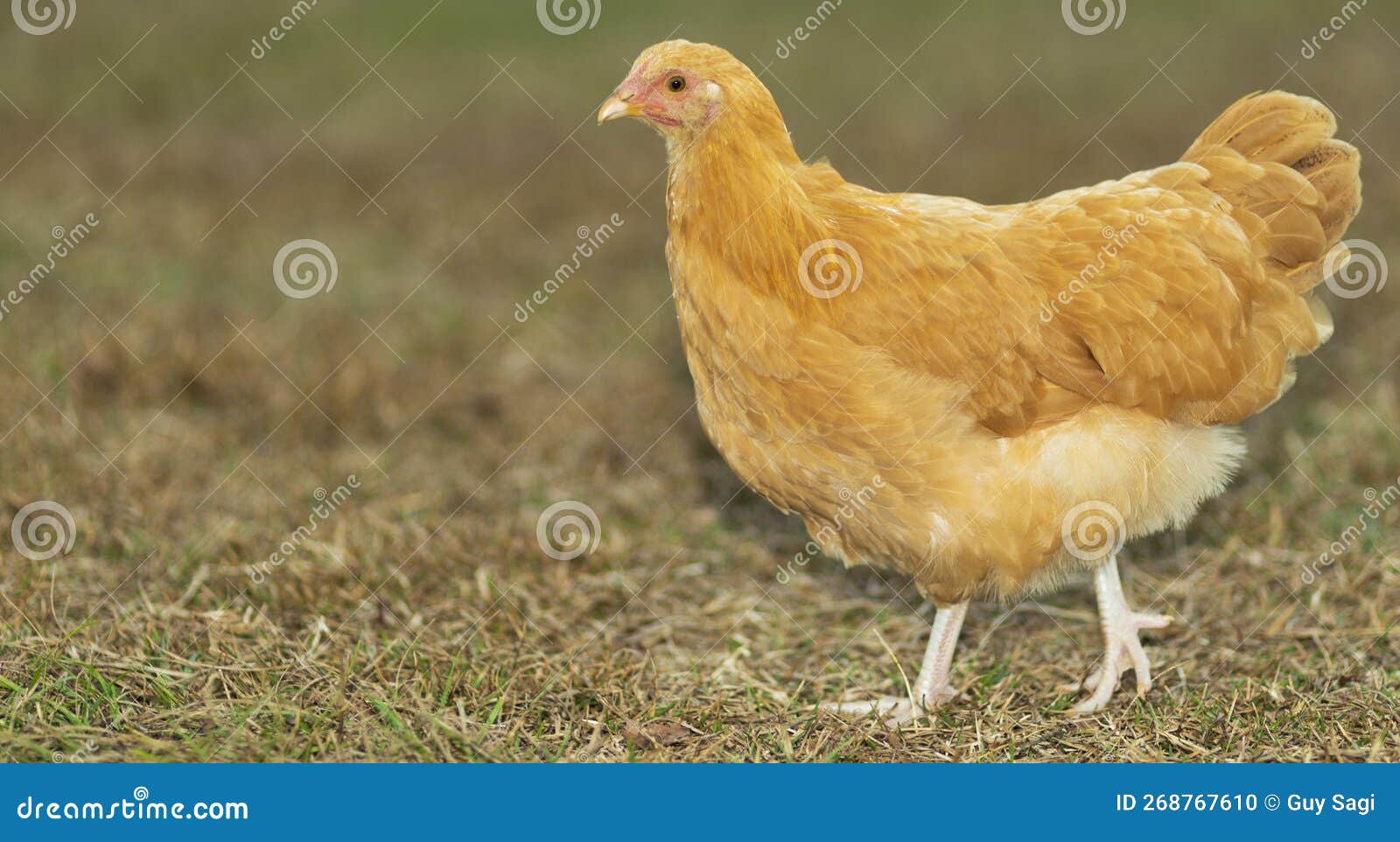 Bright orange chicken hen stock photo. Image of food - 268767610