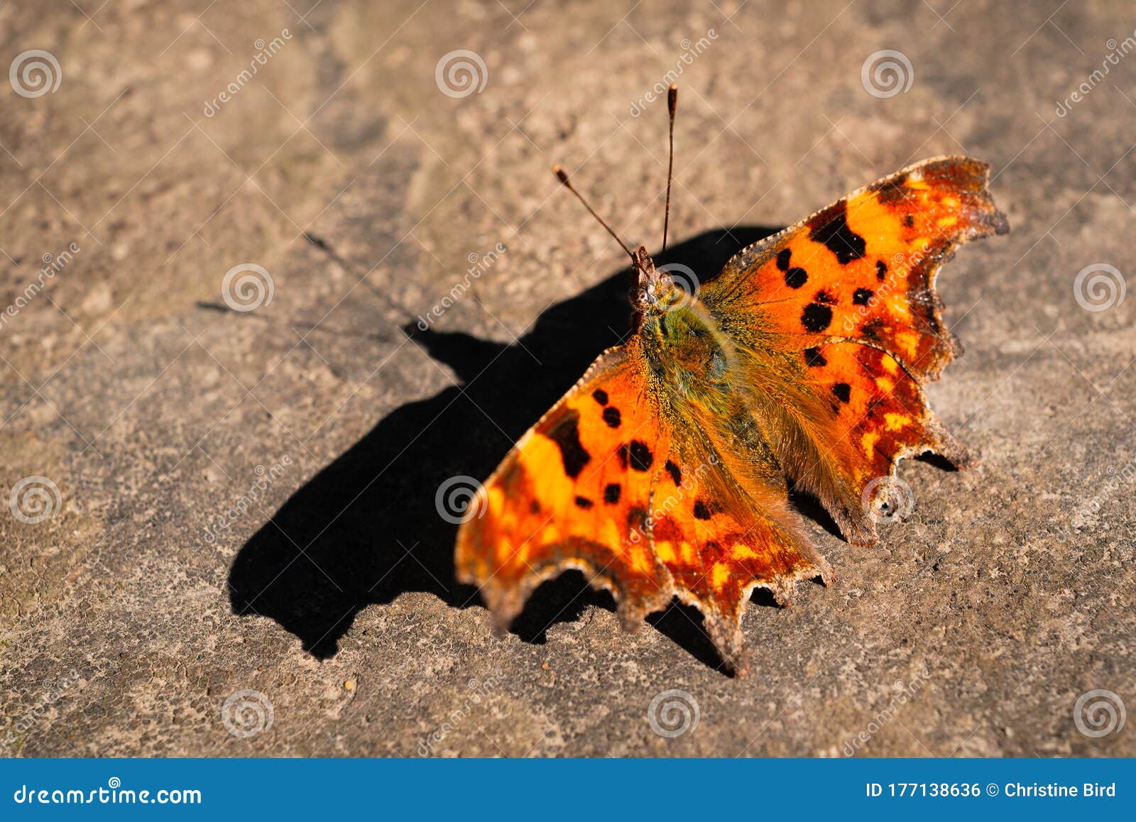 A Bright Orange Comma Butterfly Casting a Shadow Form the Springtime ...