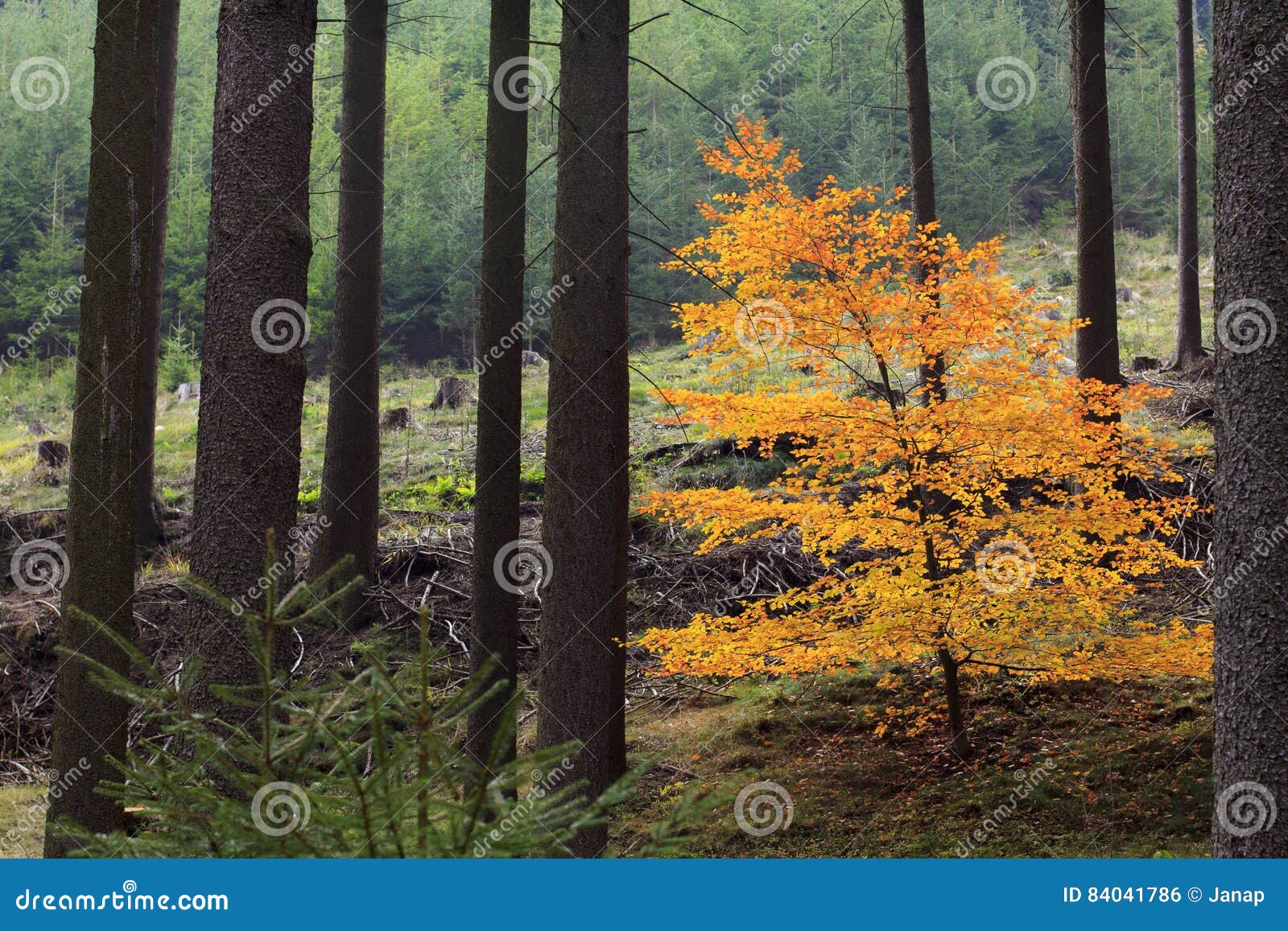 Bright Orange European Beech Tree in a Forest Stock Photo - Image of ...