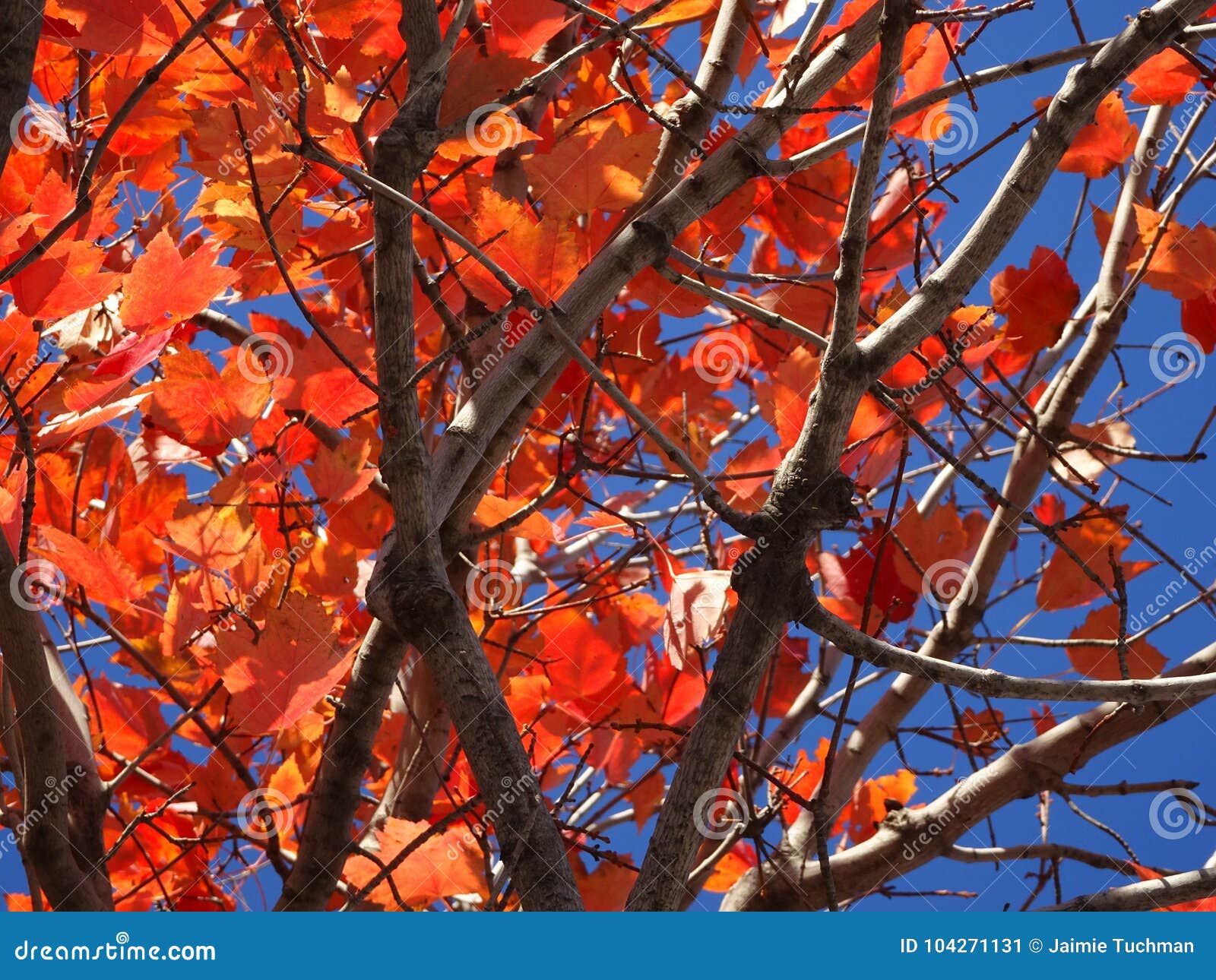 Bright Orange Fall Foliage on the Tree Branches Stock Image - Image of ...