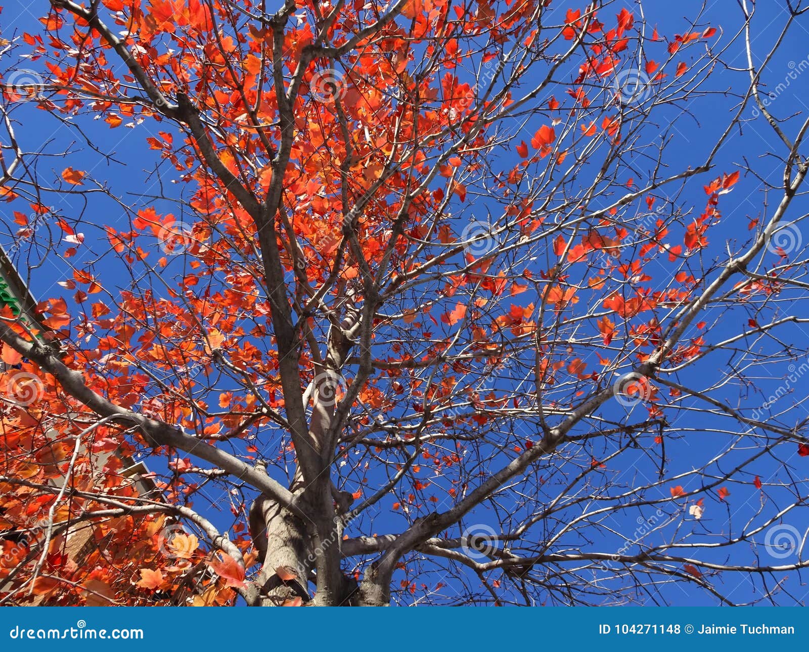 Bright Orange Fall Foliage on the Tree Branches Stock Photo - Image of ...