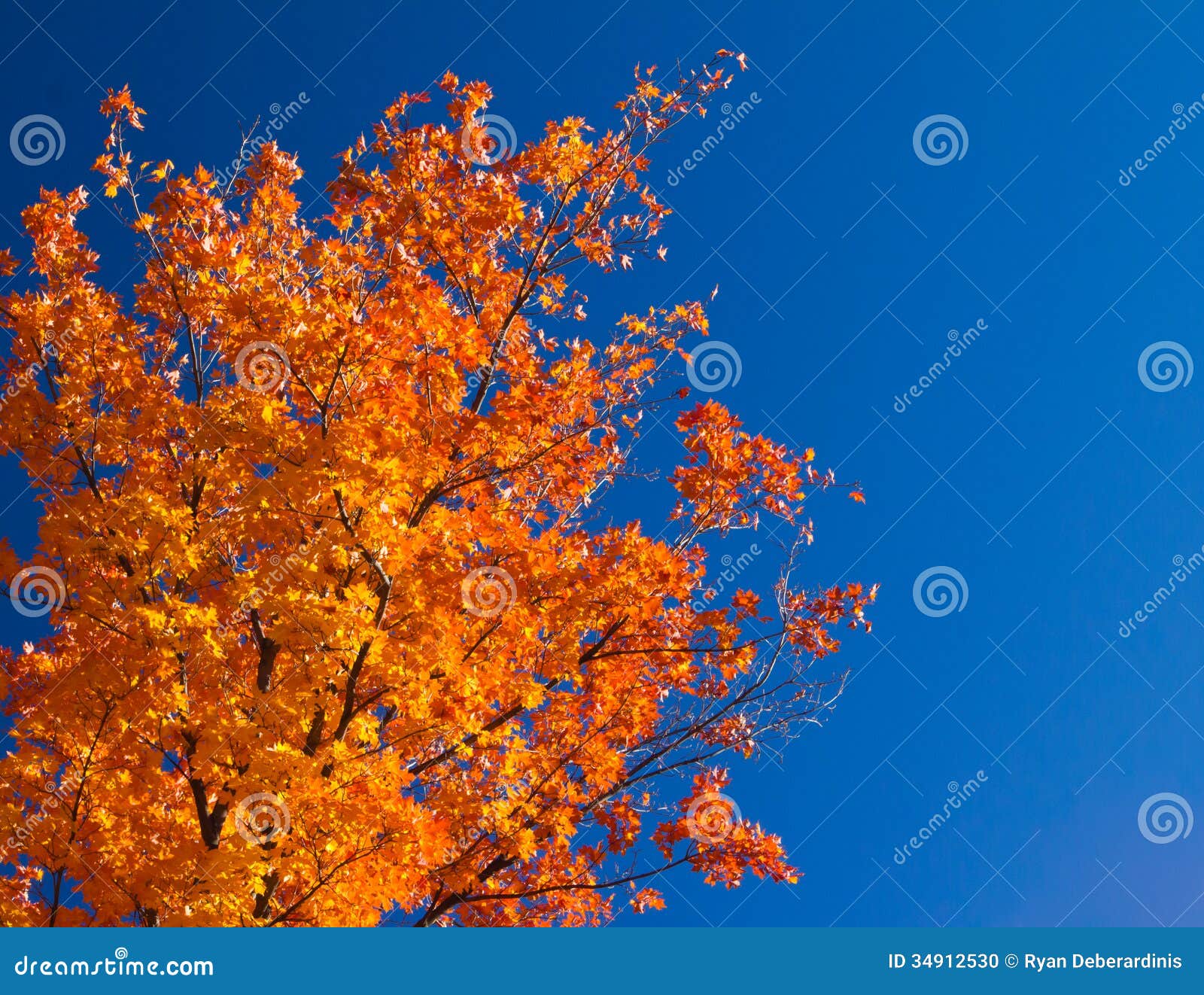 Bright Orange Fall Leaves on Blue Sky Stock Photo - Image of natural ...