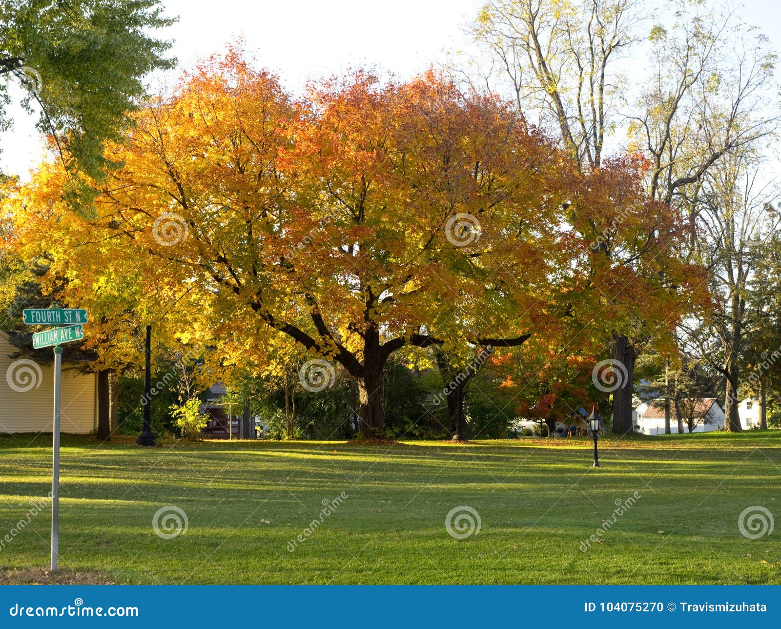 Bright Orange Fall Leaves on Tree Stock Photo - Image of trees, fall ...