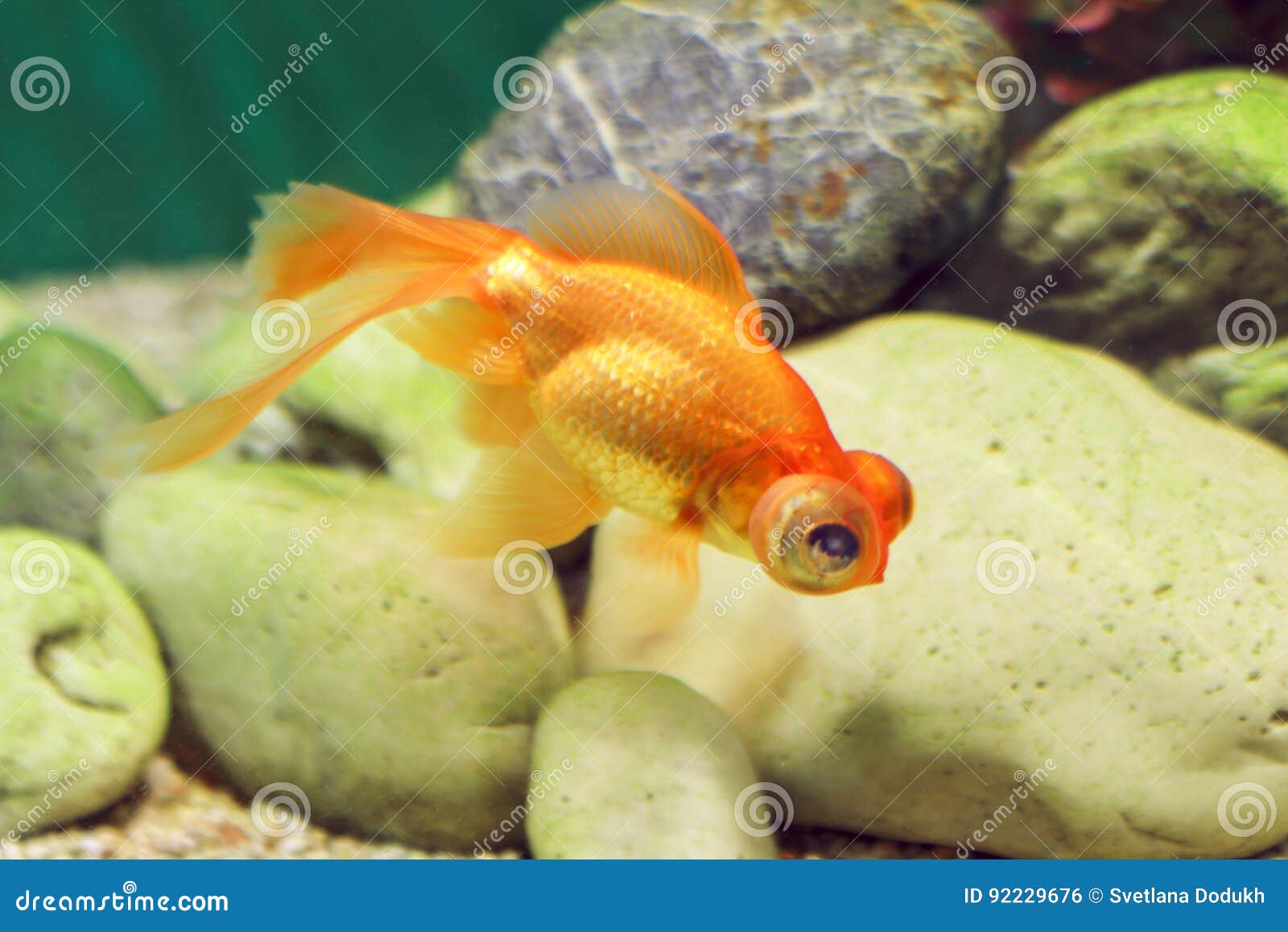 Bright Orange Fish-telescope Floats in the Aquarium Stock Photo - Image ...