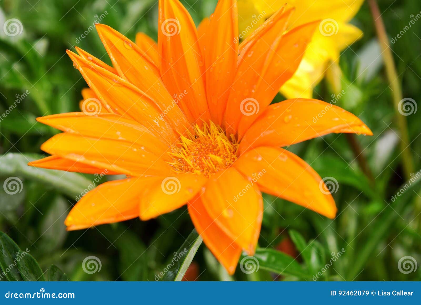 Bright orange flower stock image. Image of plant, summer - 92462079