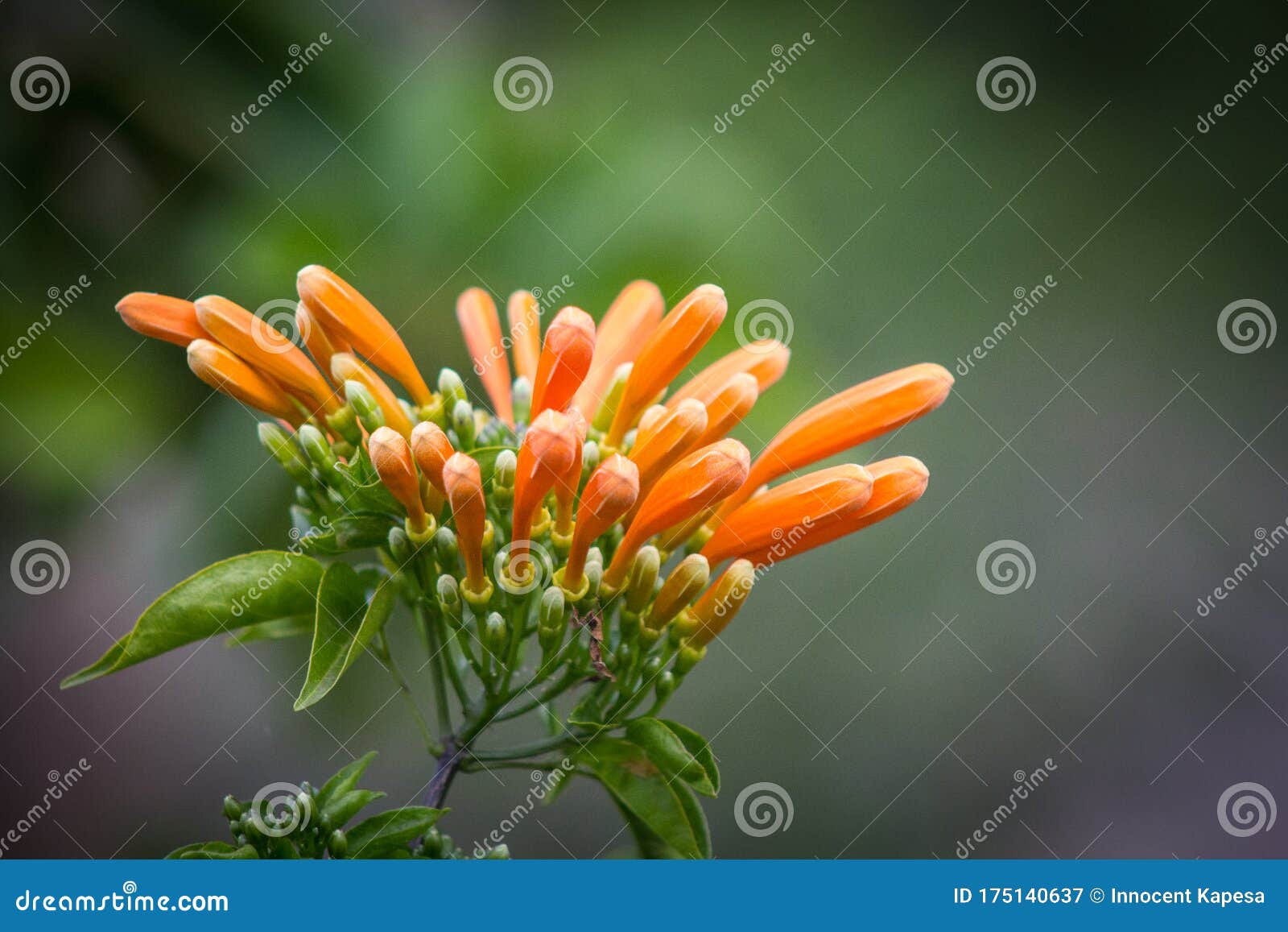 Bright Orange Flower Fuzzy Background Stock Image - Image of collecting ...