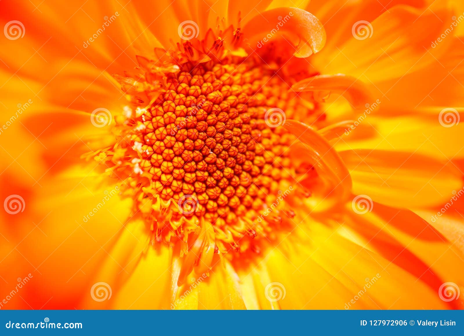 Bright orange flower stock photo. Image of leaf, beauty - 127972906