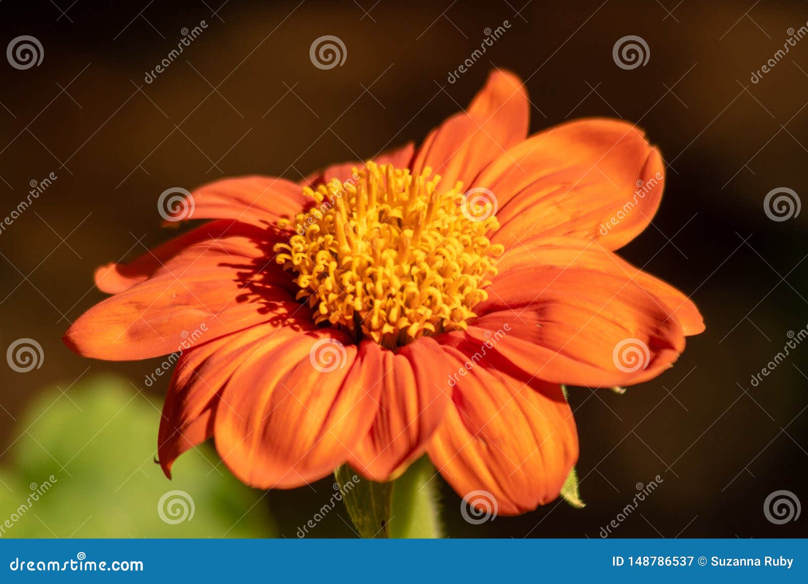 Bright orange flower stock image. Image of bright, flower - 148786537