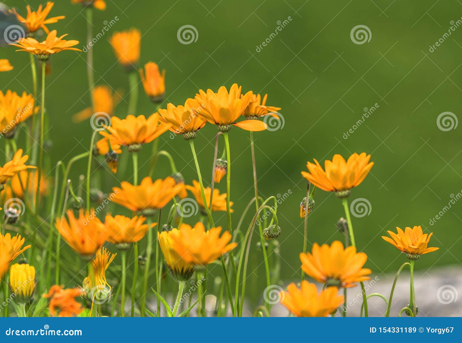 Bright Orange Flowers in the Park Stock Image - Image of spring, garden ...