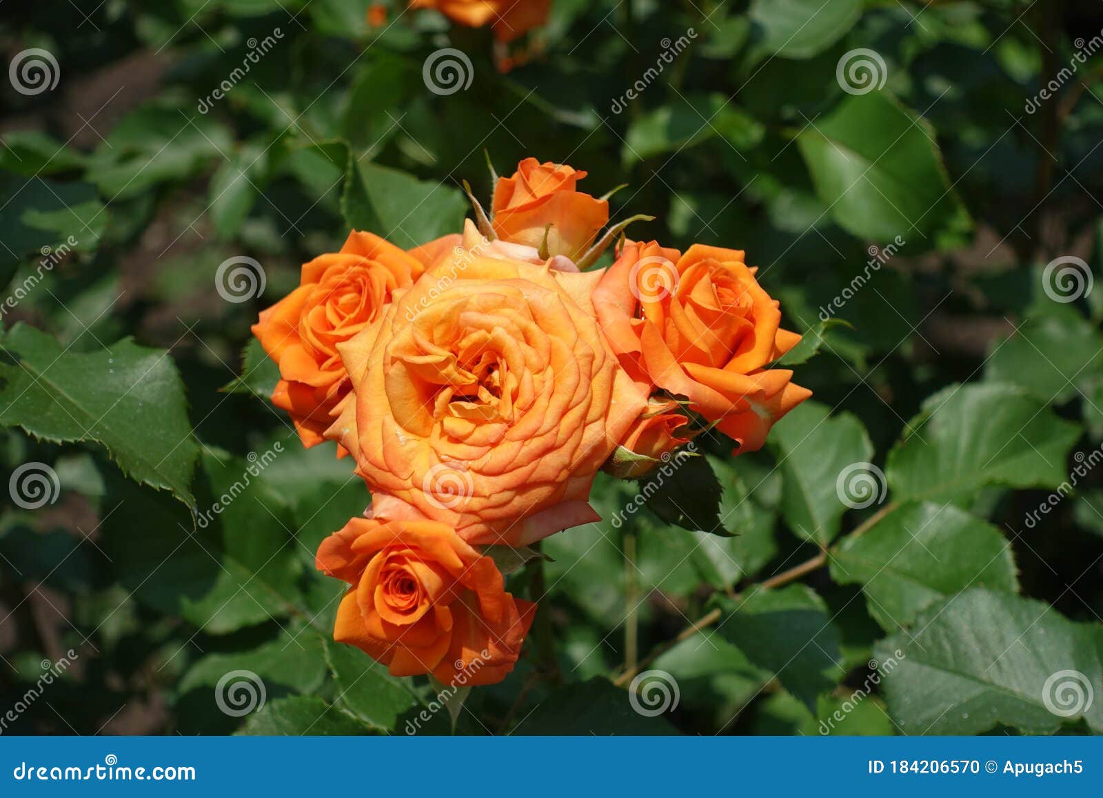 5 Orange Flowers of Rose in June Stock Photo - Image of flower, leafage ...