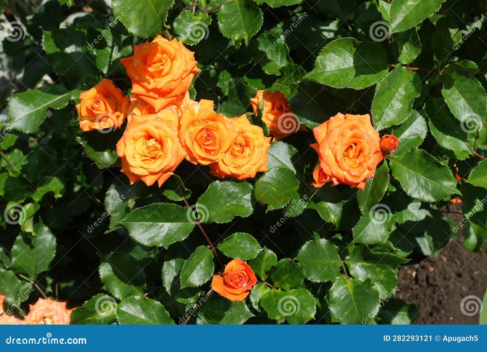 Bright Orange Flowers of Rose in June Stock Image - Image of beautiful ...