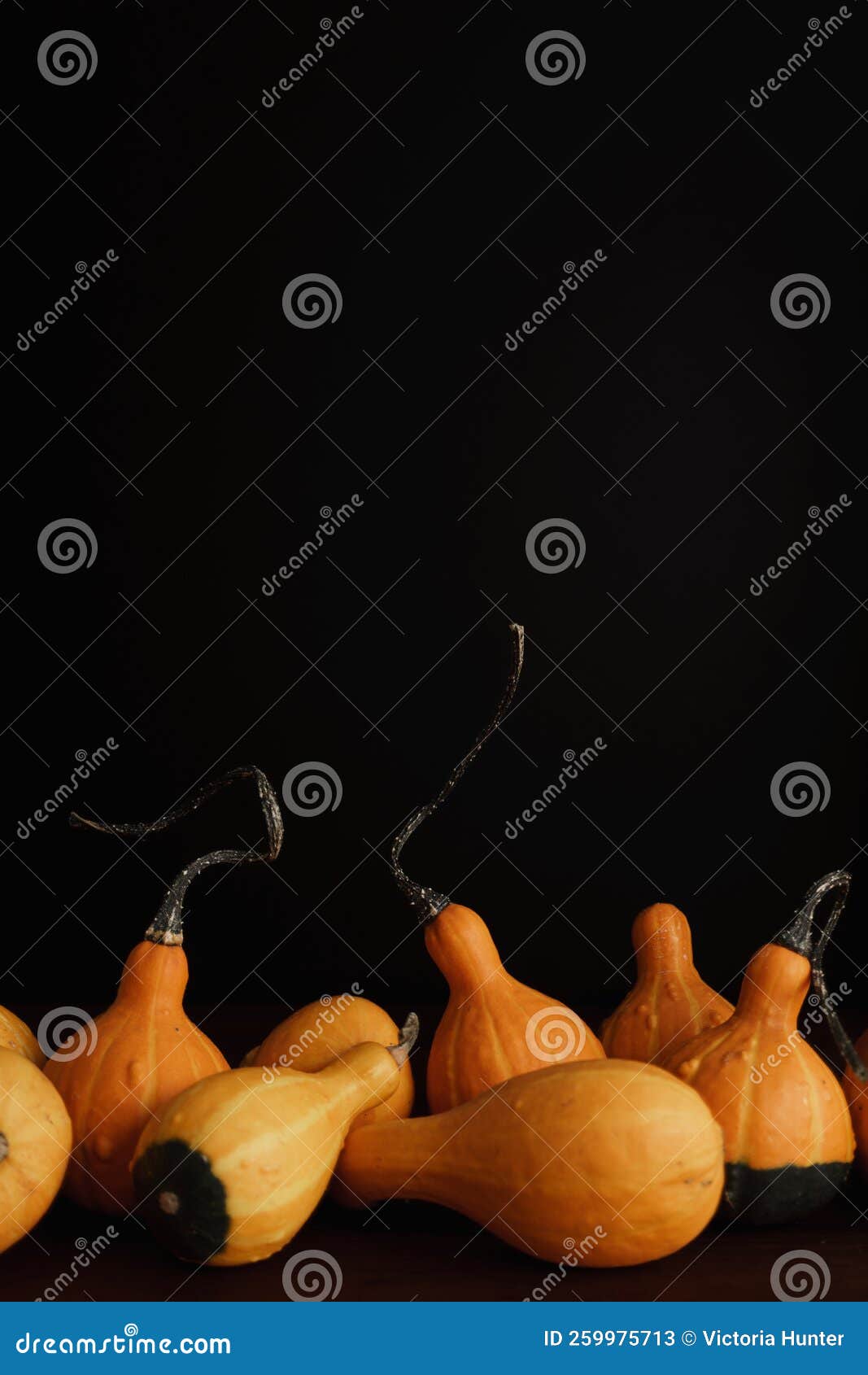 Bright Orange and Green Gourd and Decorative Squash Vegetables Stock ...