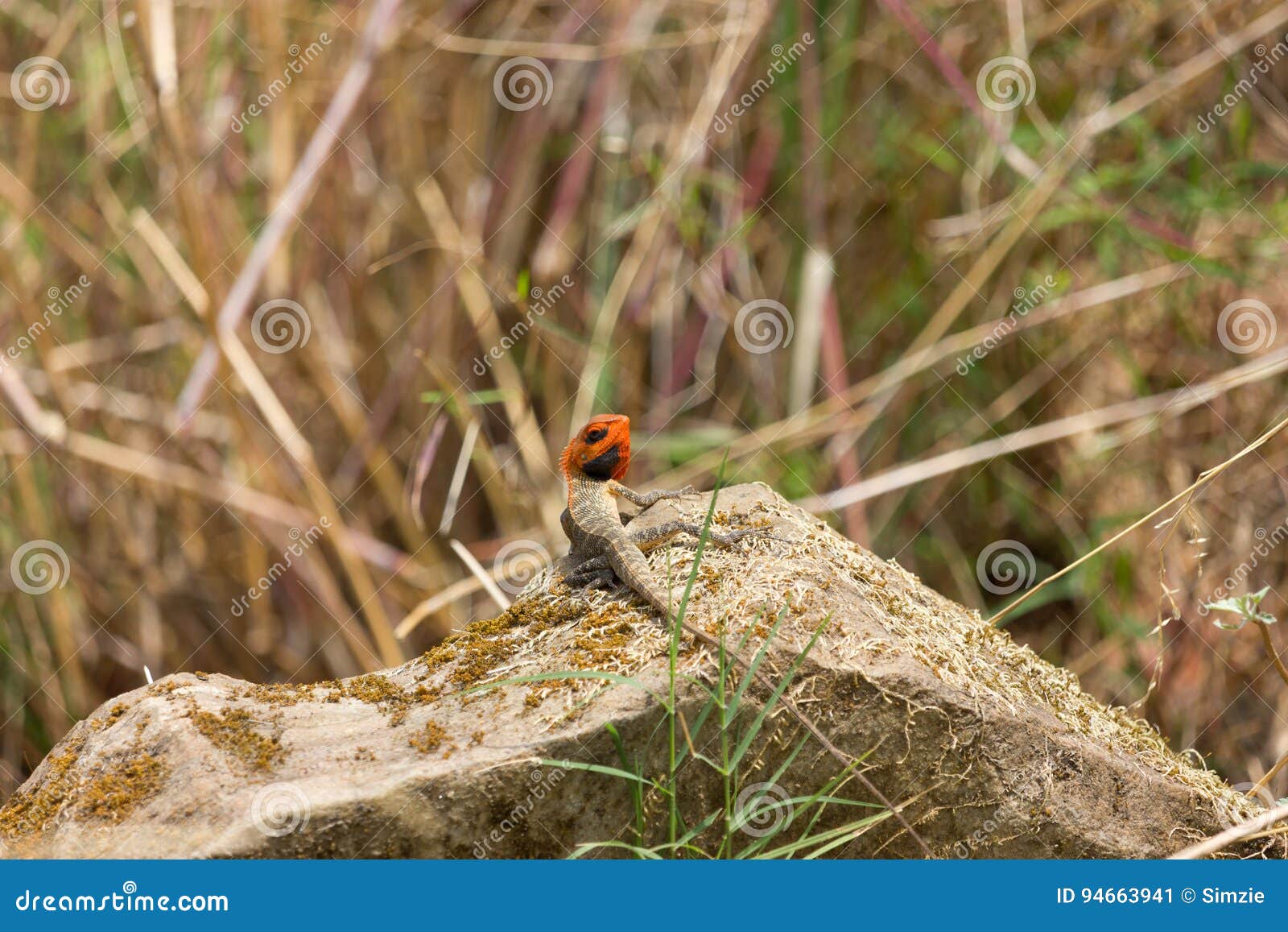Bright Orange-headed Lizard Stock Image - Image of lizard, trekking ...