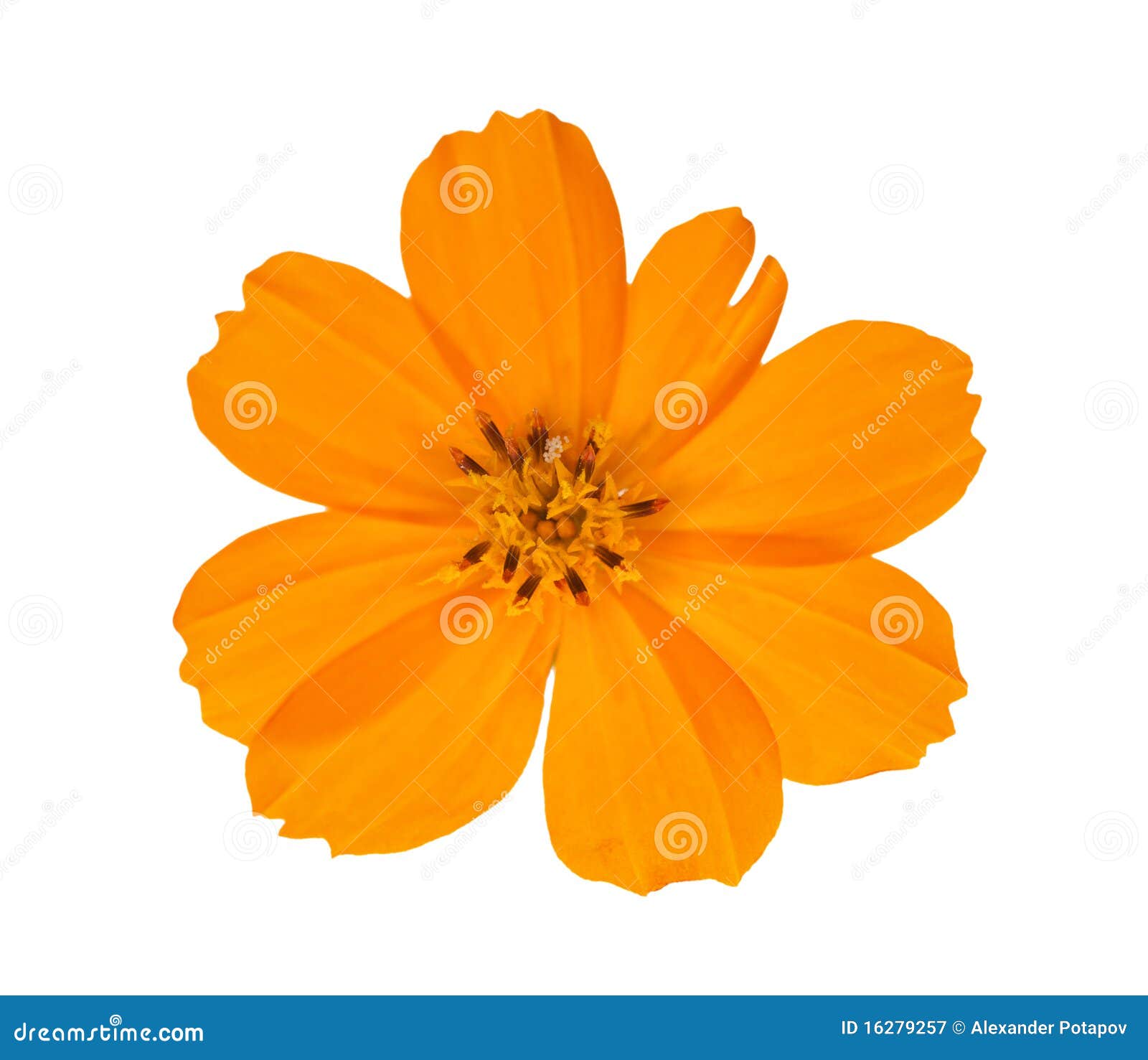 Bright Orange Isolated Flower Stock Image - Image of pattern, copy ...