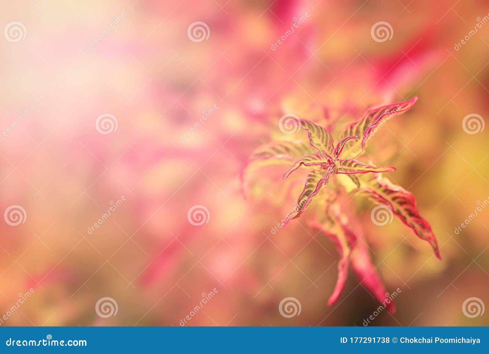 Bright Orange Leaves ,the Natural Environment. Stock Photo - Image of ...