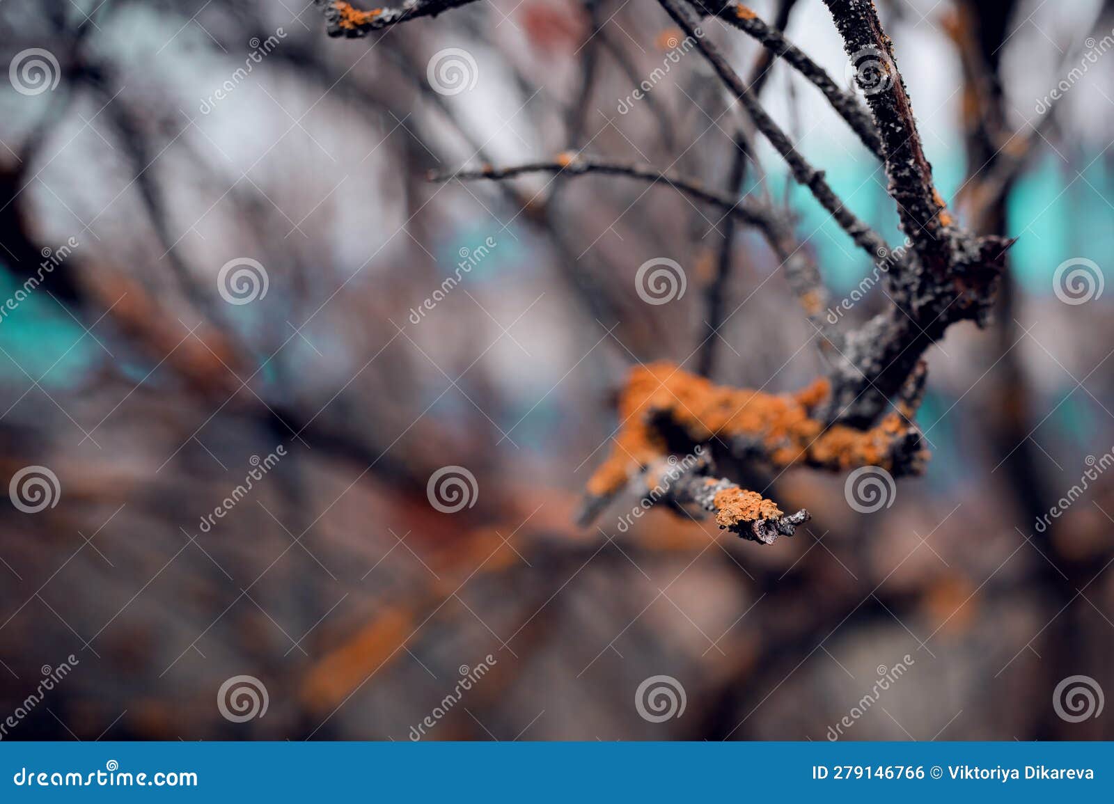 Bright Orange Lichen, on the Branches of a Tree. Stock Photo - Image of ...