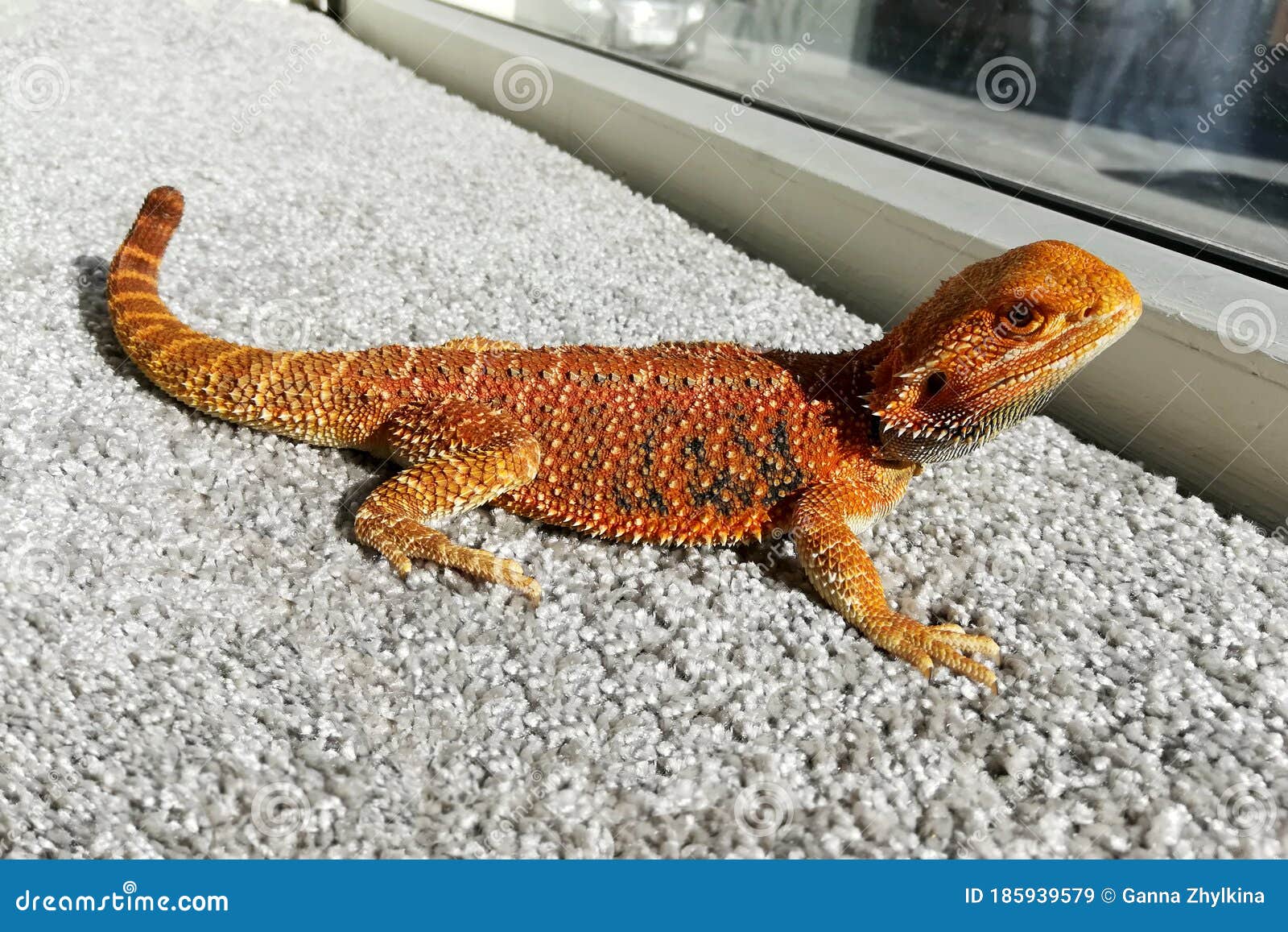 Bright Orange Lizard-bearded Agama Stock Image - Image of organism ...