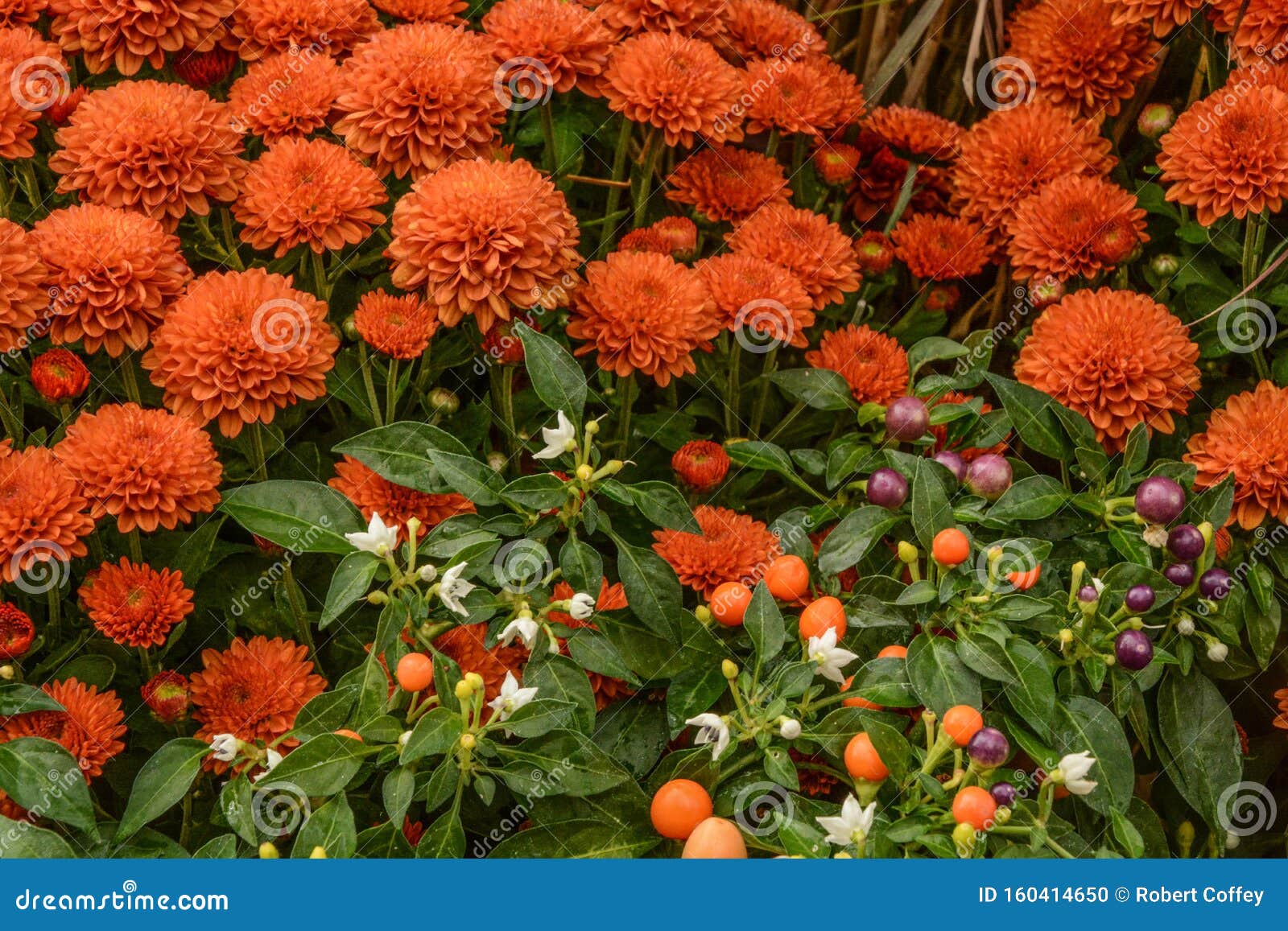 Bright Orange Mums in a Local Garden Stock Photo - Image of brightly ...