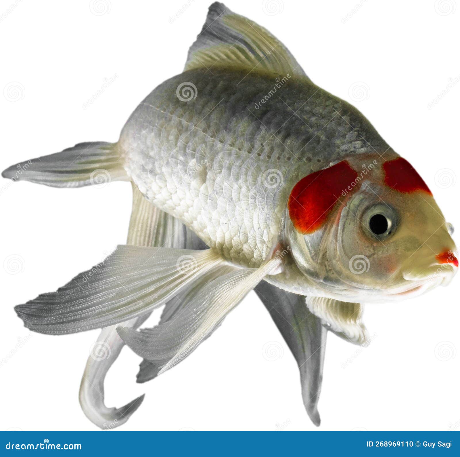 Bright Orange Mustache on a Pet Fish Stock Photo - Image of observing ...