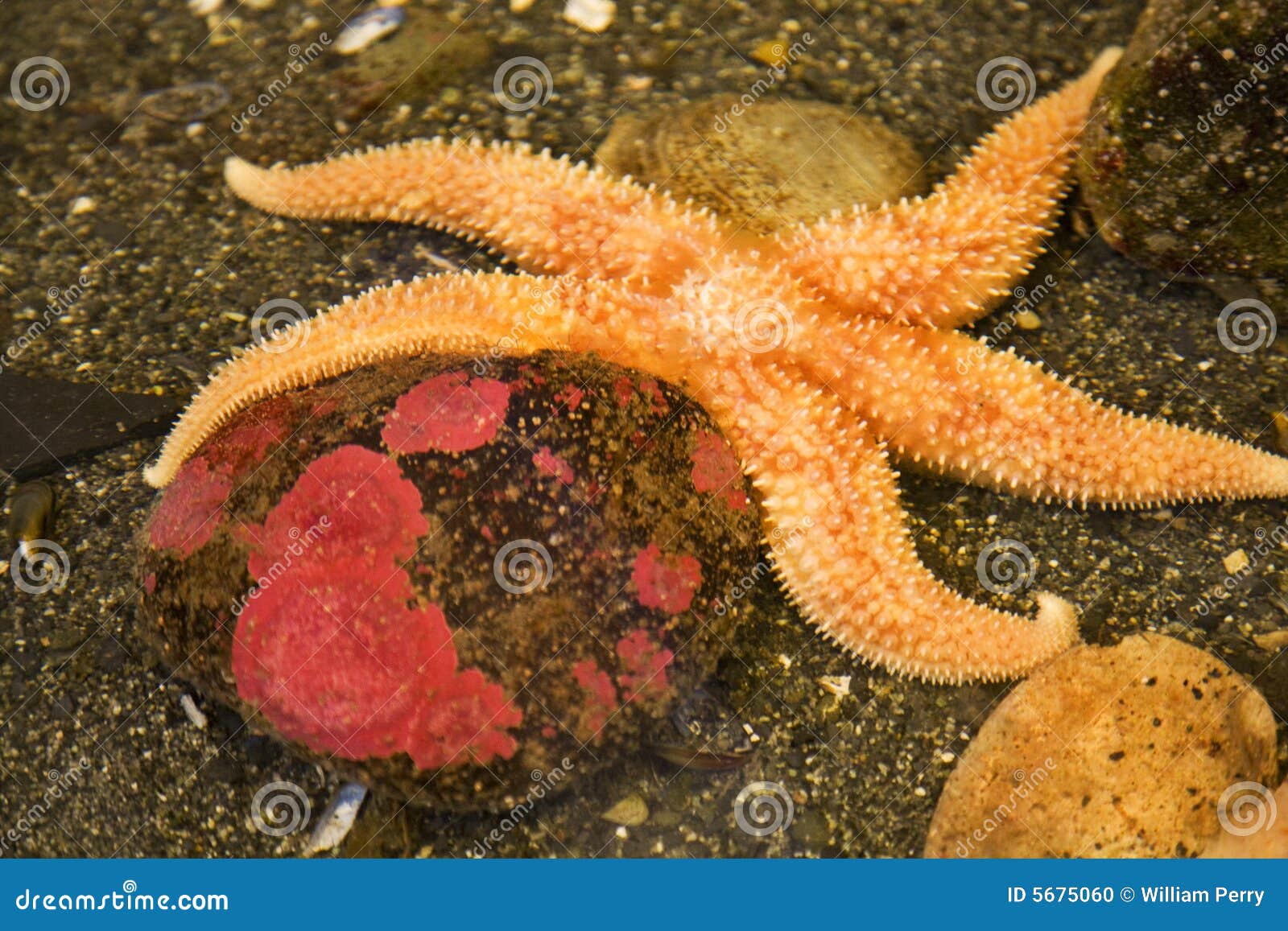 Bright Orange Pacific Starfish Red Stone Stock Photo - Image of coast ...