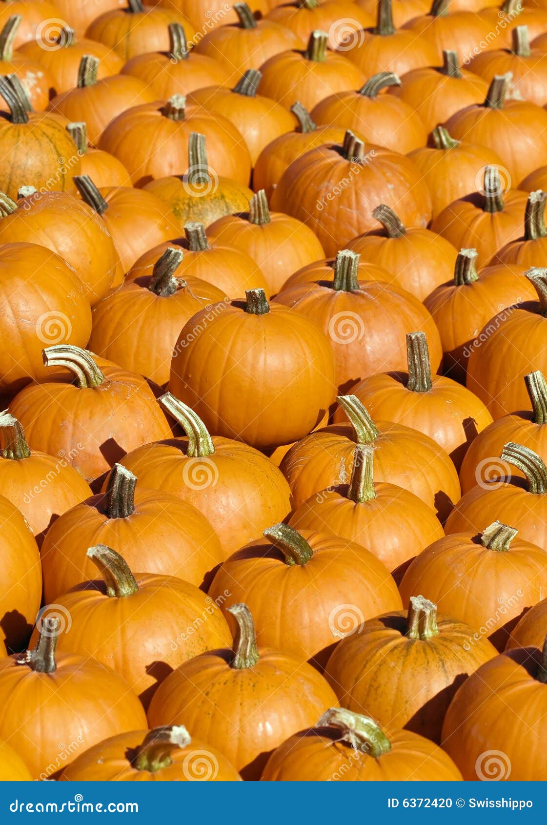 Bright Orange Pumpkin Collection Stock Photo - Image of decoration ...