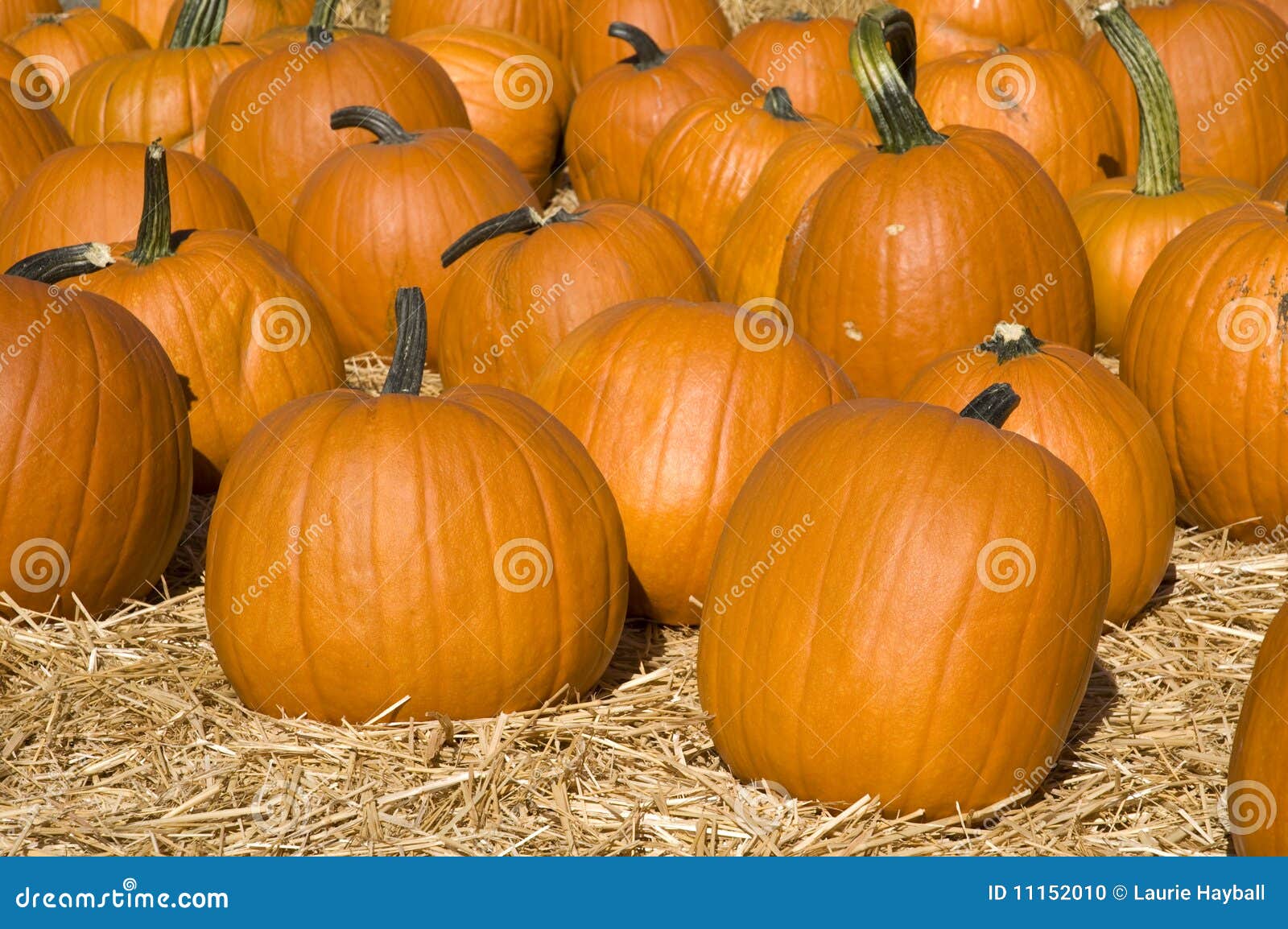 Bright Orange Pumpkin Patch Stock Photo - Image of september ...