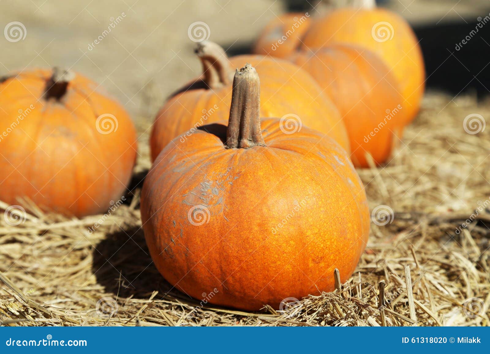 Bright orange pumpkins stock photo. Image of close, orange - 61318020