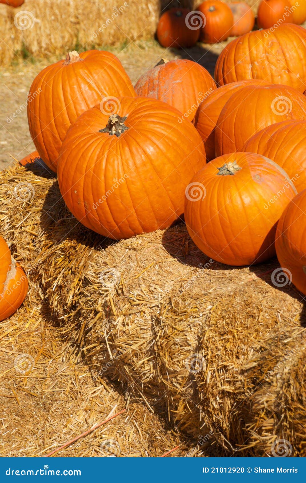 Bright Orange Pumpkins Stacked on Hay Bales Stock Photo - Image of ...