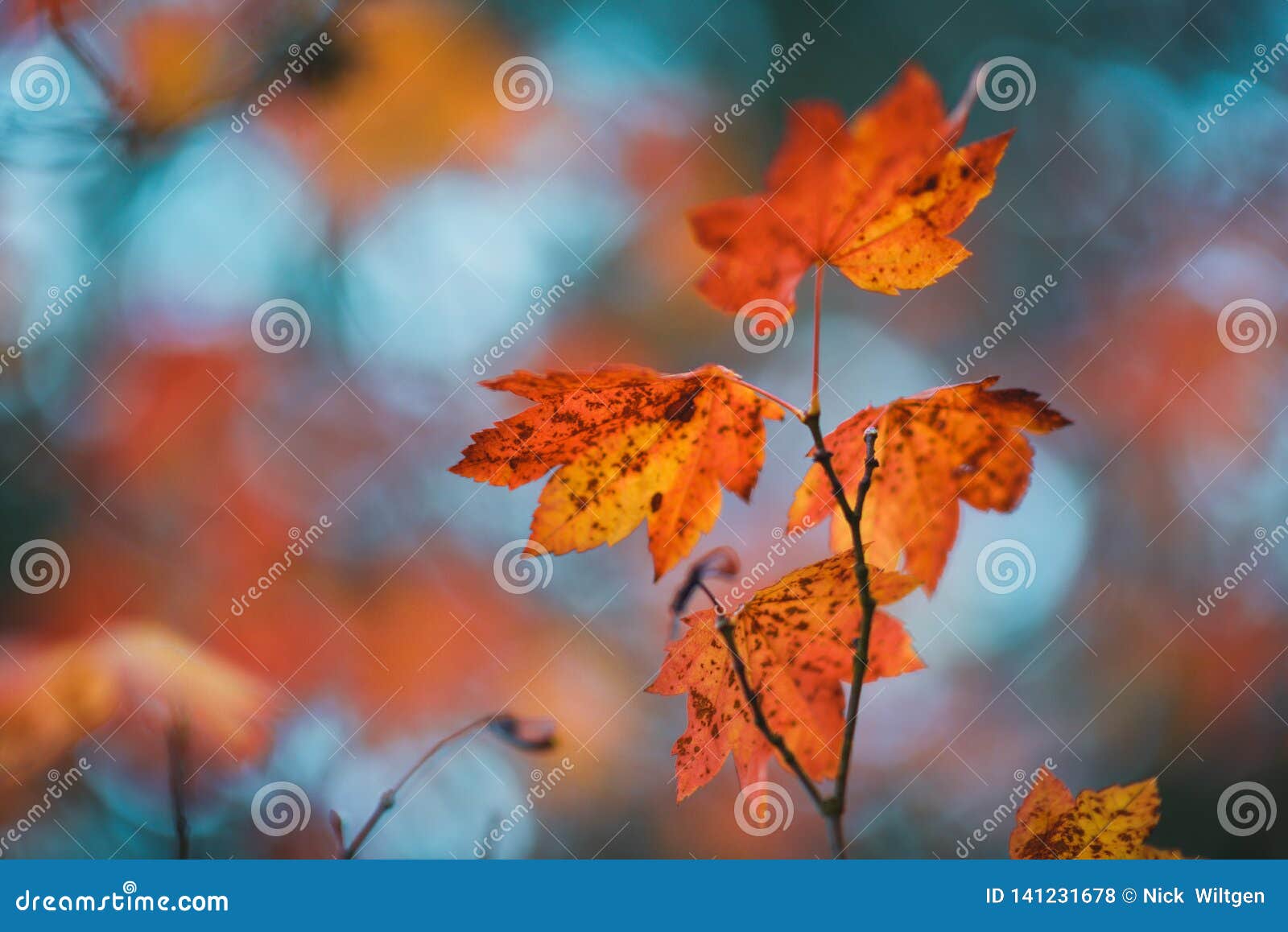 Bright Orange and Red Autumn Leaves Version Two Stock Photo - Image of ...