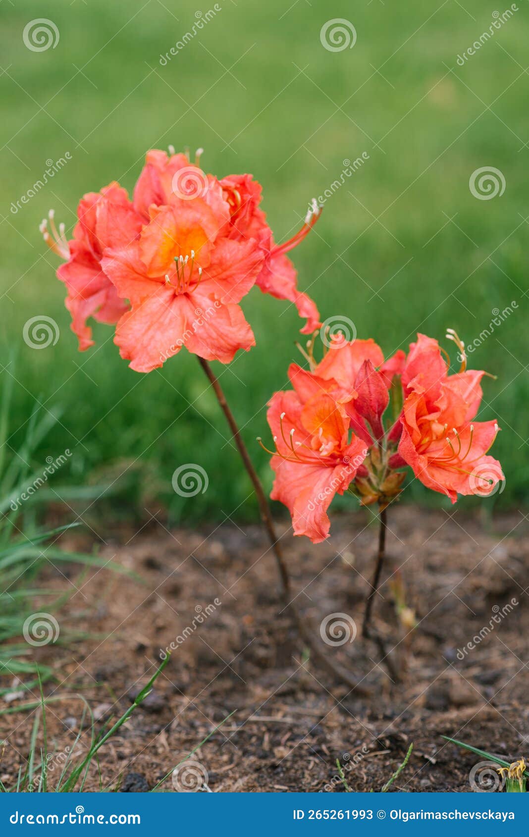 Bright Orange Rhododendron Flowers in Spring. a Young Sapling in the ...