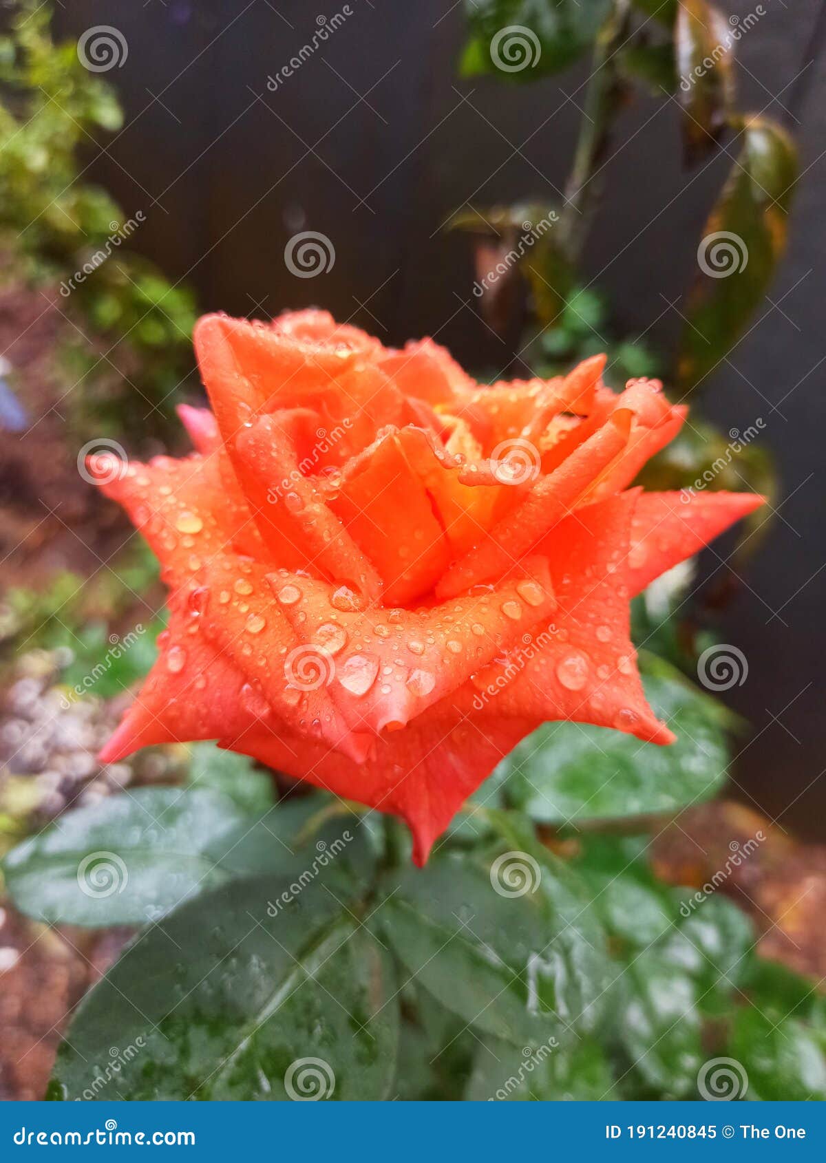 Bright orange rose stock image. Image of beautiful, pretty - 191240845