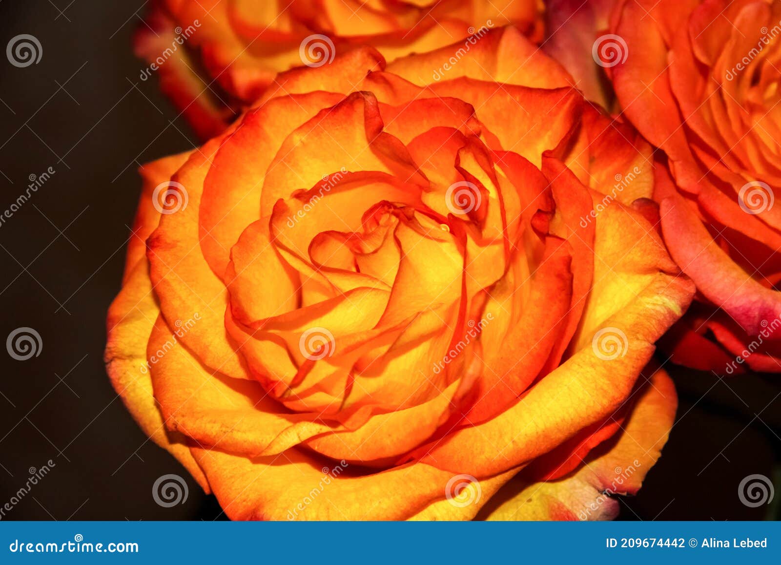 A Bright Orange Rose Bud on a Dark Background. a Beautiful Rose Stock ...